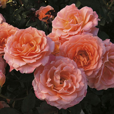 ROSE JUMP FOR JOY PATIO TREE – Covingtons