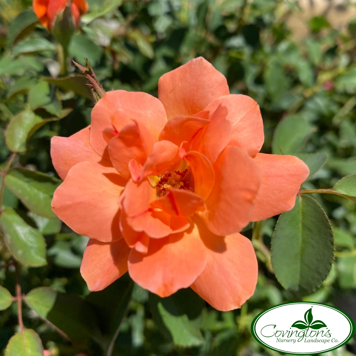 ROSE KNOCK OUT® CORAL – Covingtons