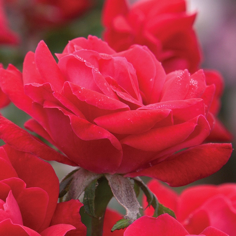 ROSE KNOCK OUT® DOUBLE RED – Covingtons