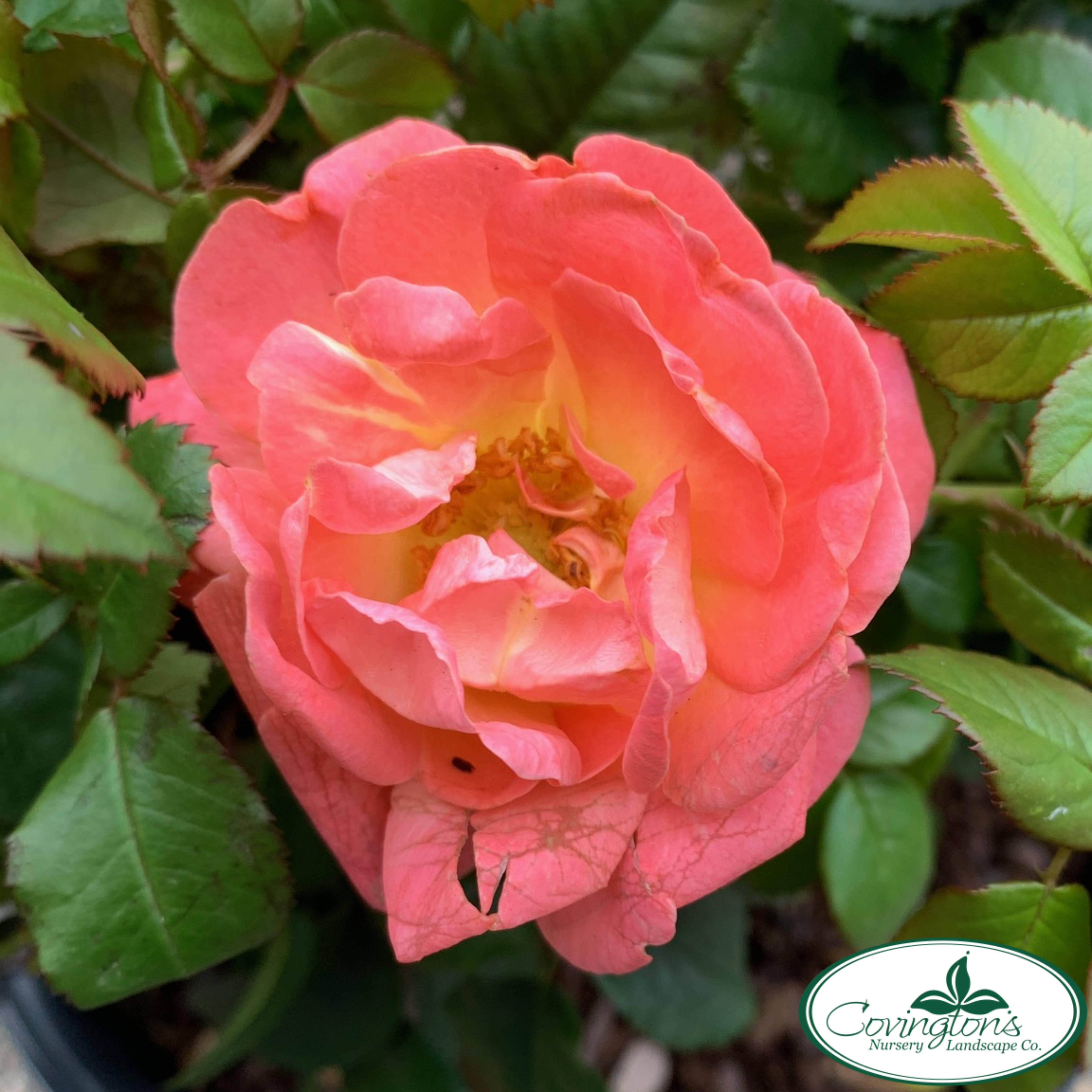 ROSE KNOCK OUT ORANGE GLOW – Covingtons