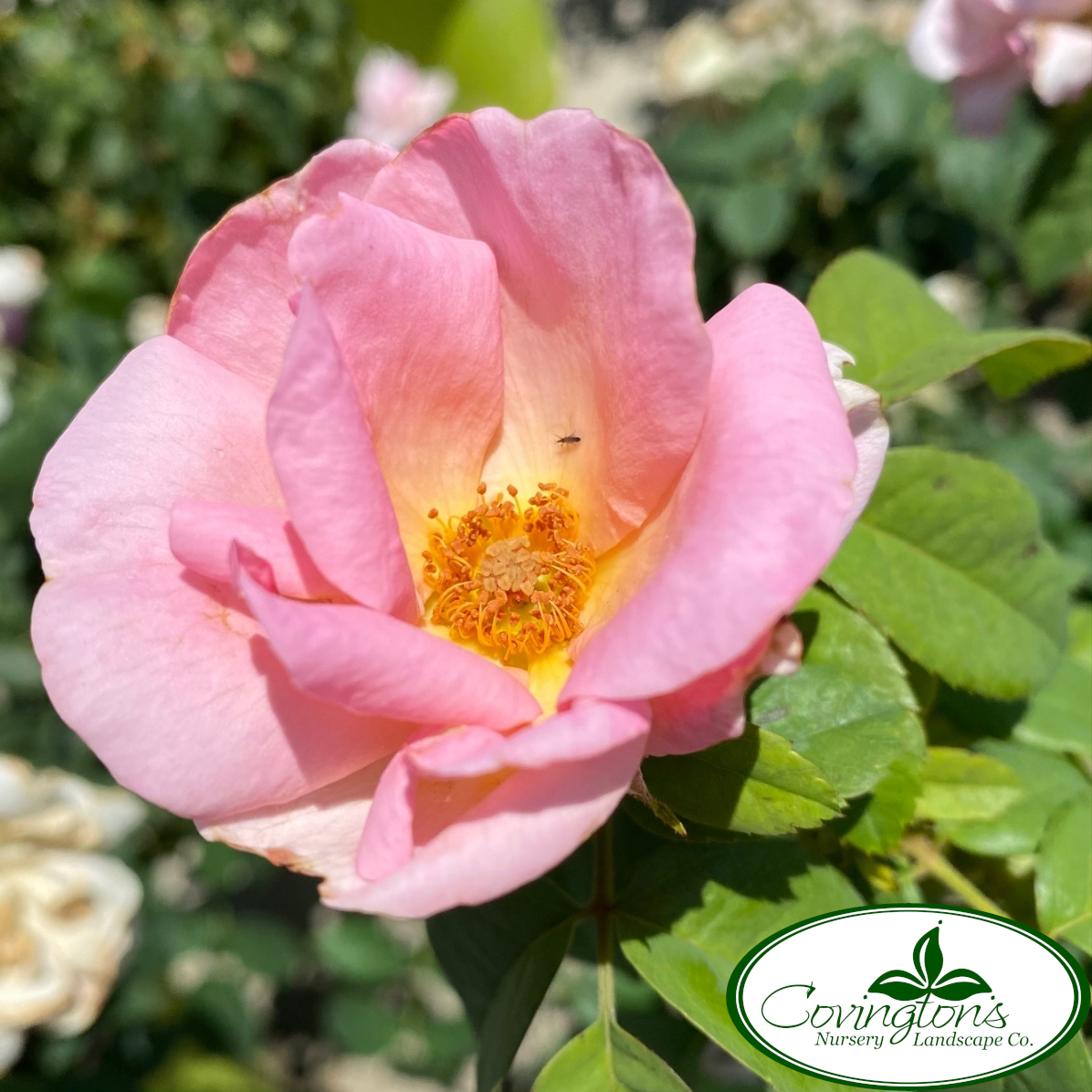 ROSE KNOCK OUT® PEACHY – Covingtons