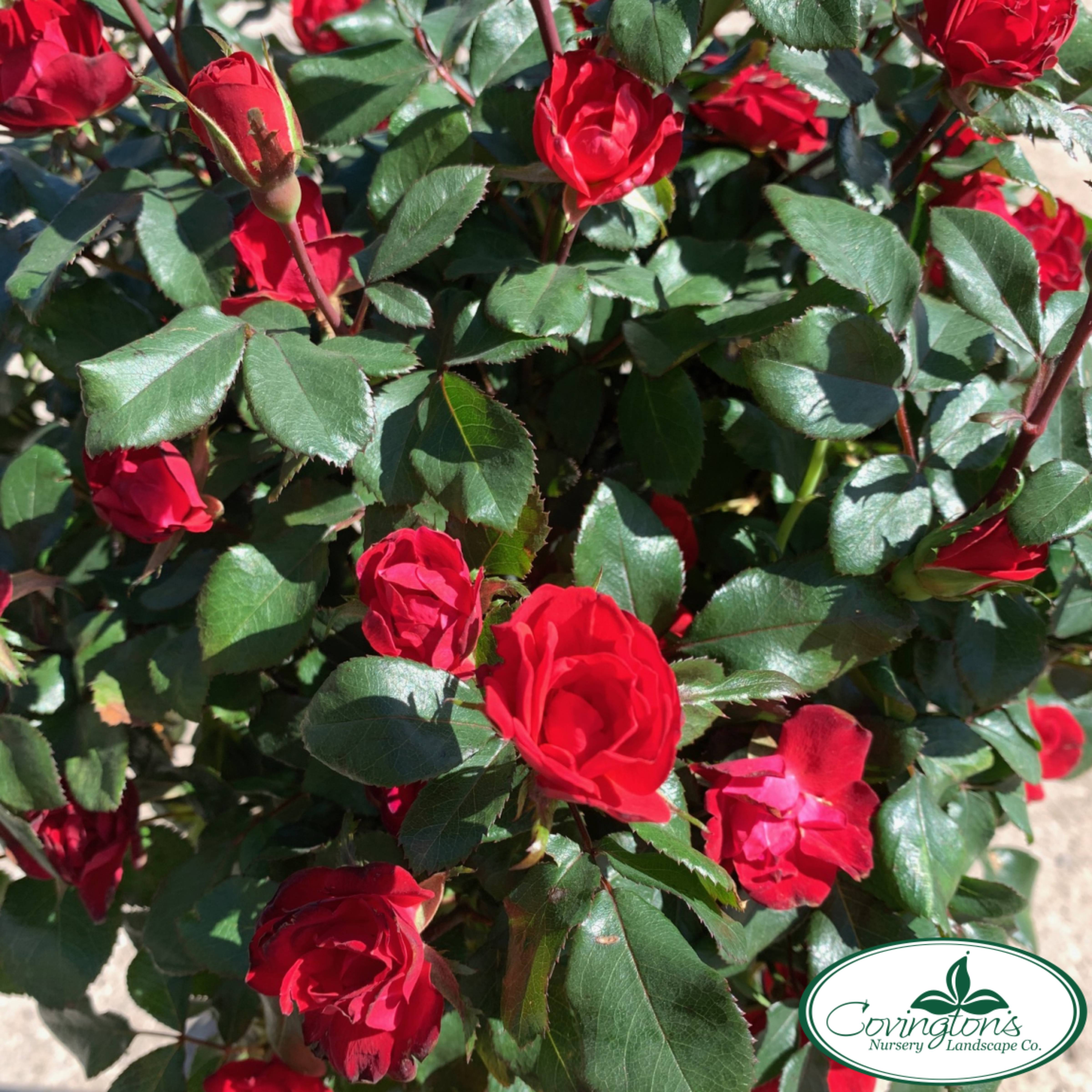 ROSE KNOCK OUT® PETITE – Covingtons