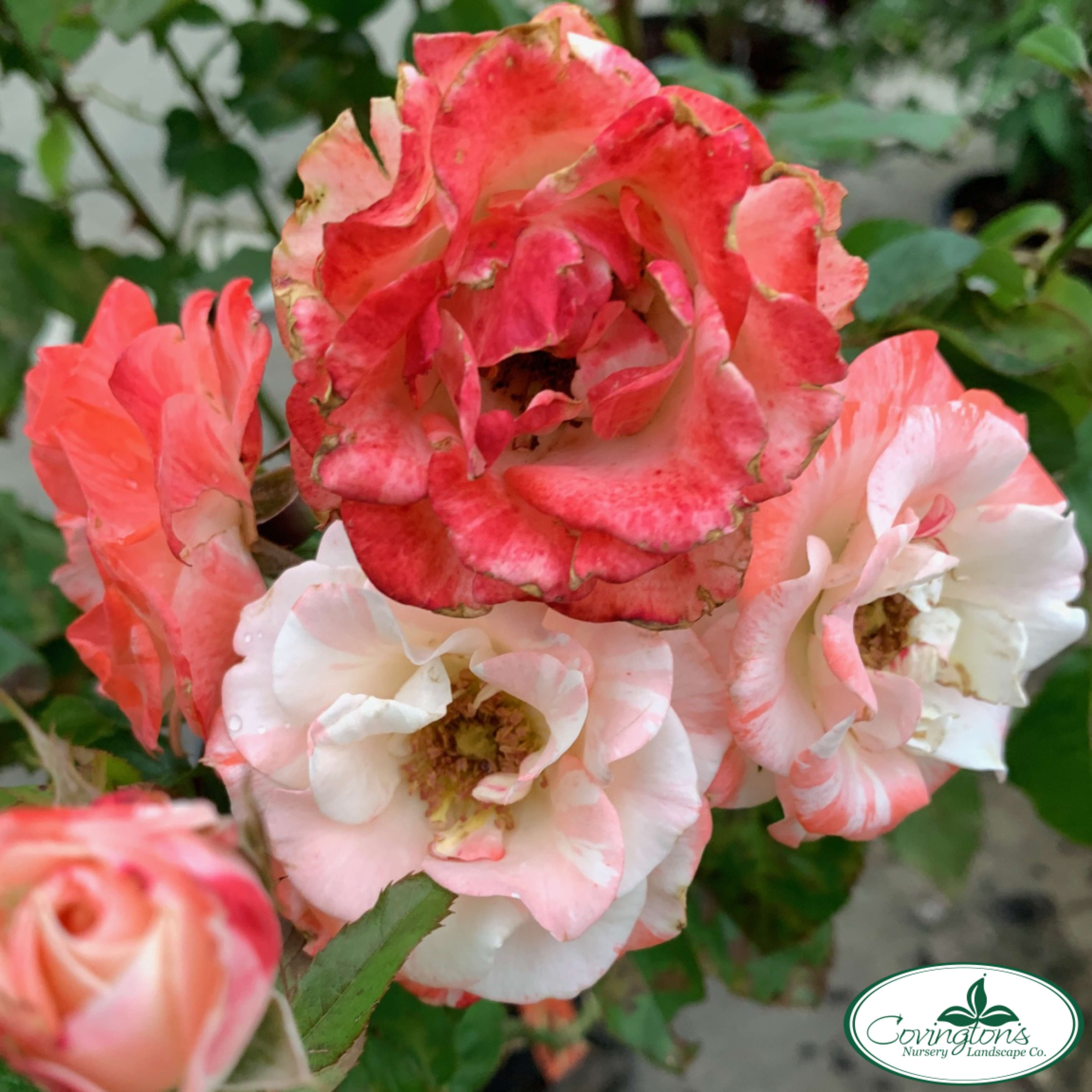 ROSE COLOR SPLASH® – Covingtons