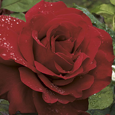 ROSE LEGENDS™ – Covingtons