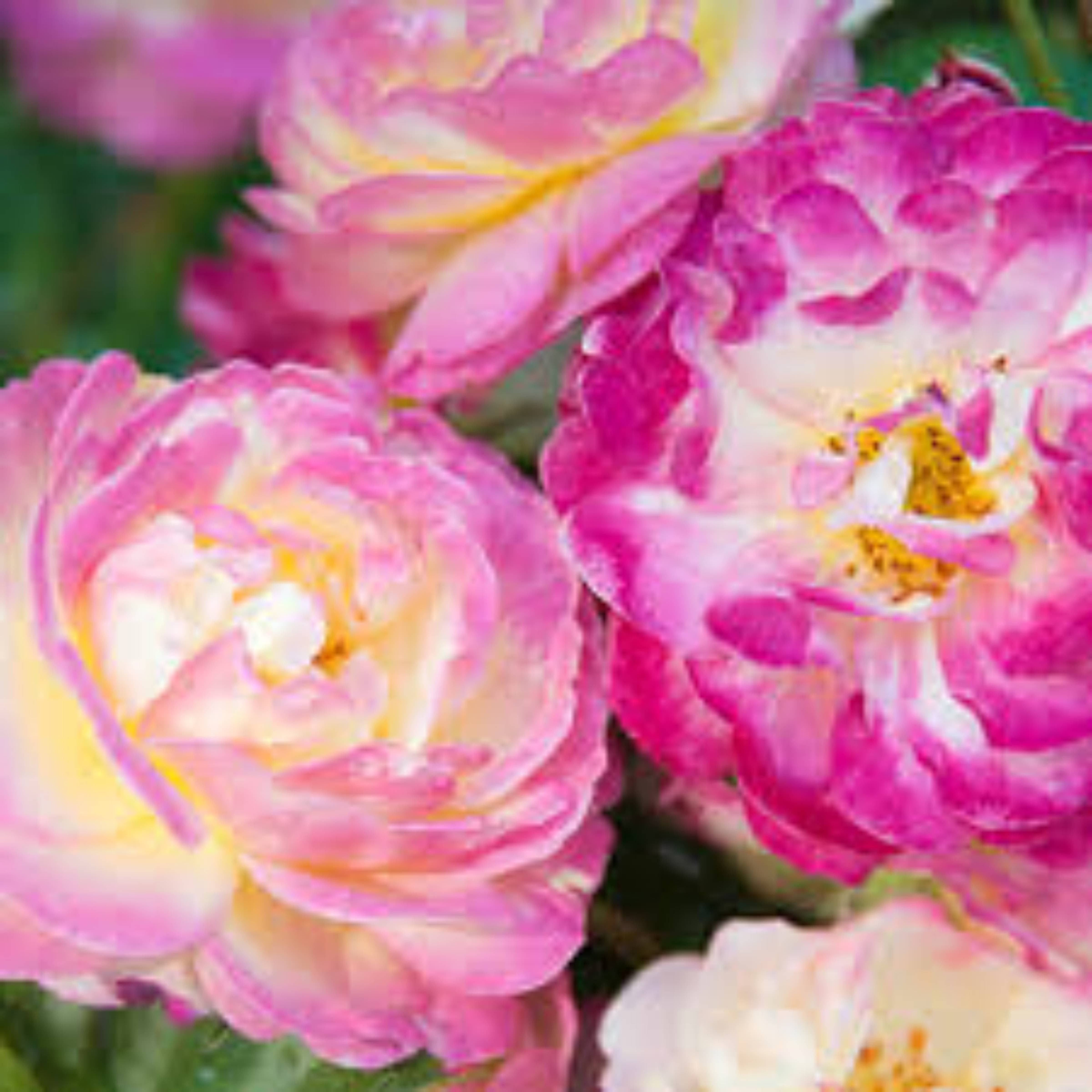 ROSE LIFE OF THE PARTY – Covingtons