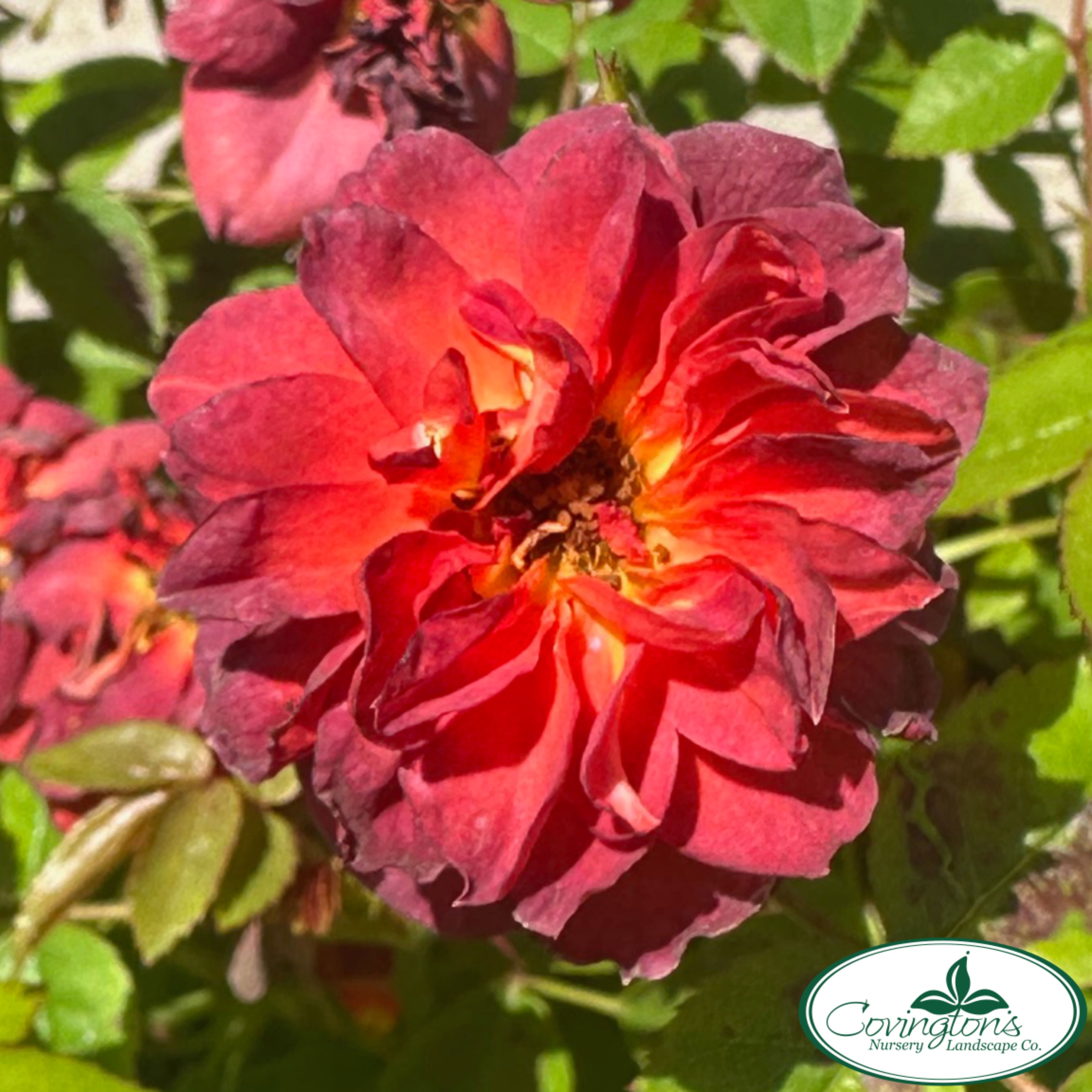 ROSE MIDNIGHT FIRE™ – Covingtons