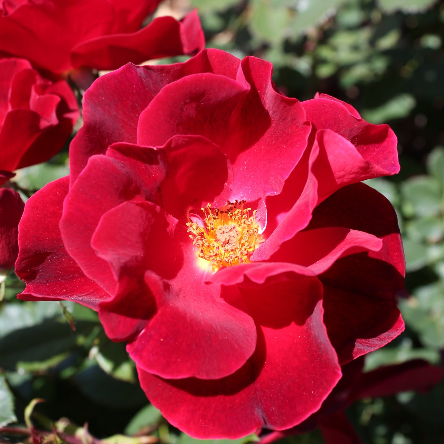 ROSE MIRACLE ON THE HUDSON™ – Covingtons