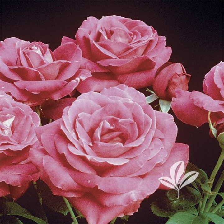 ROSE MISS ALL AMERICAN BEAUTY – Covingtons