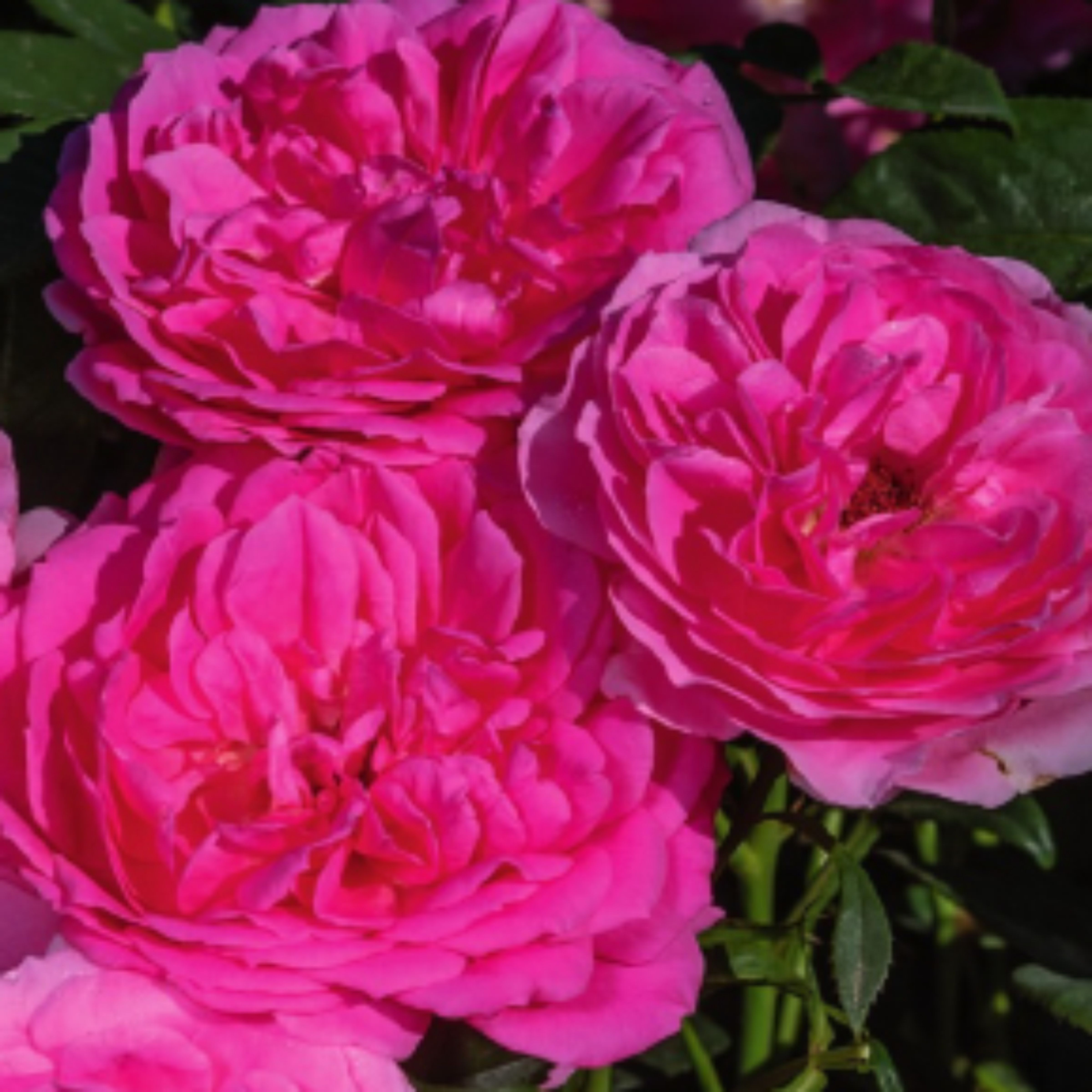 ROSE MISS MANNERS™ – Covingtons