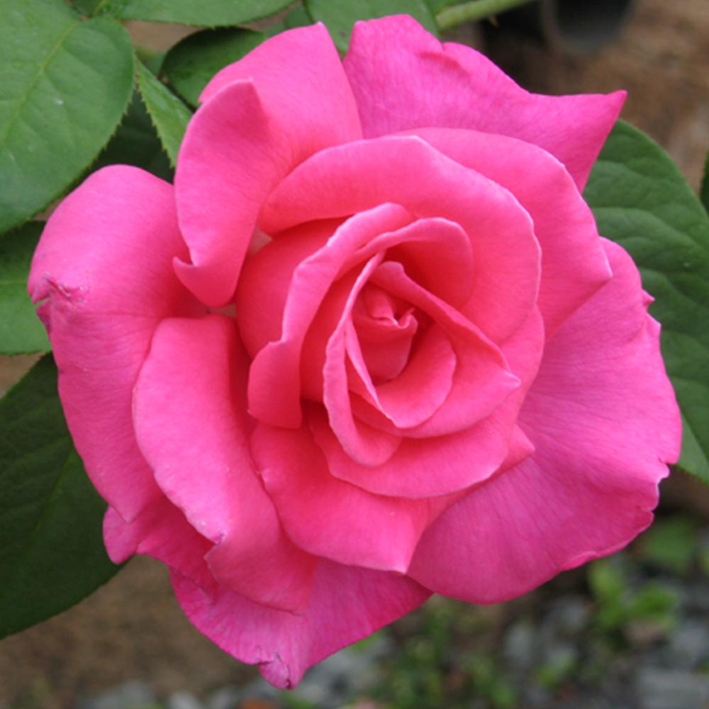 ROSE PERFUME DELIGHT – Covingtons