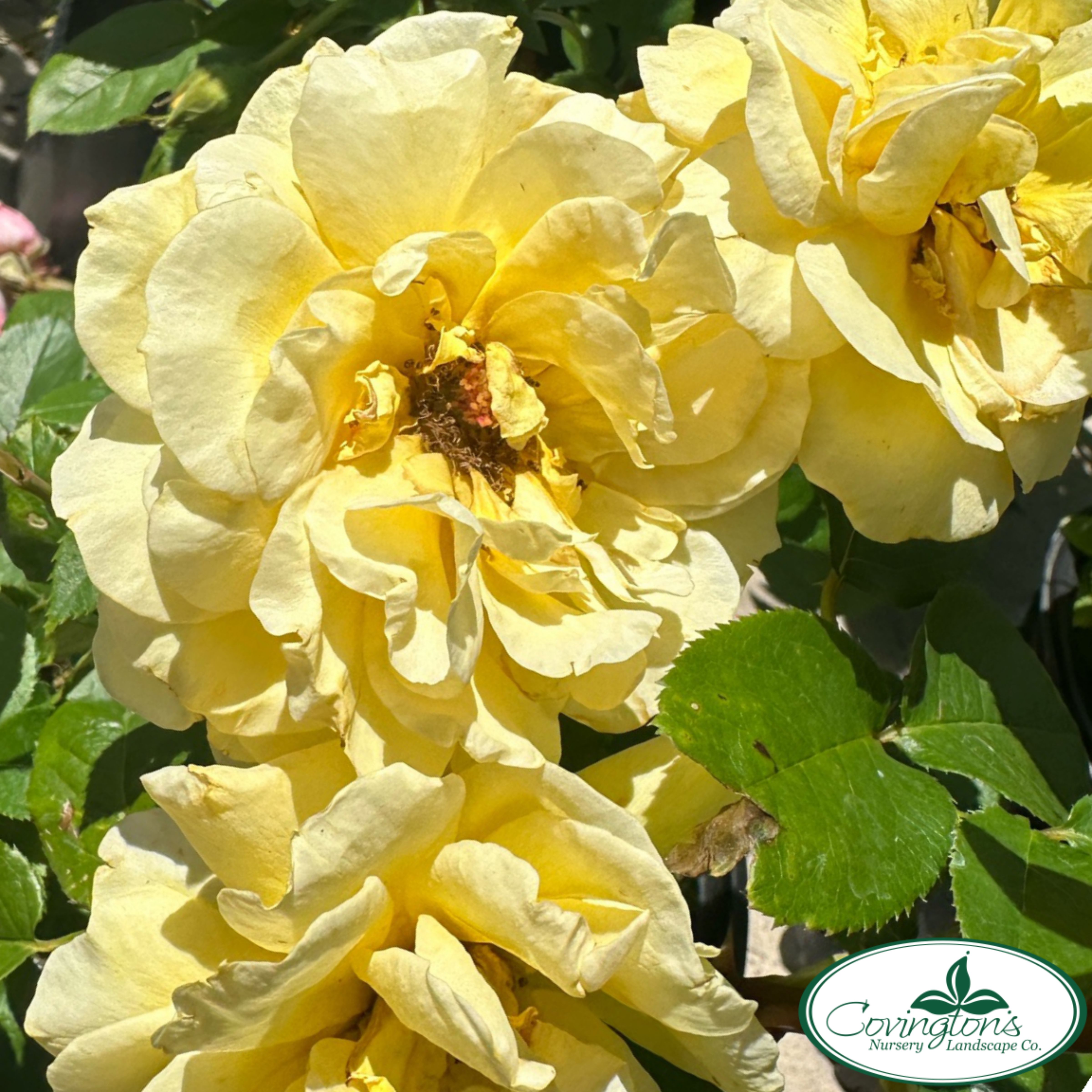 ROSE QUEST FOR ZEST™ – Covingtons