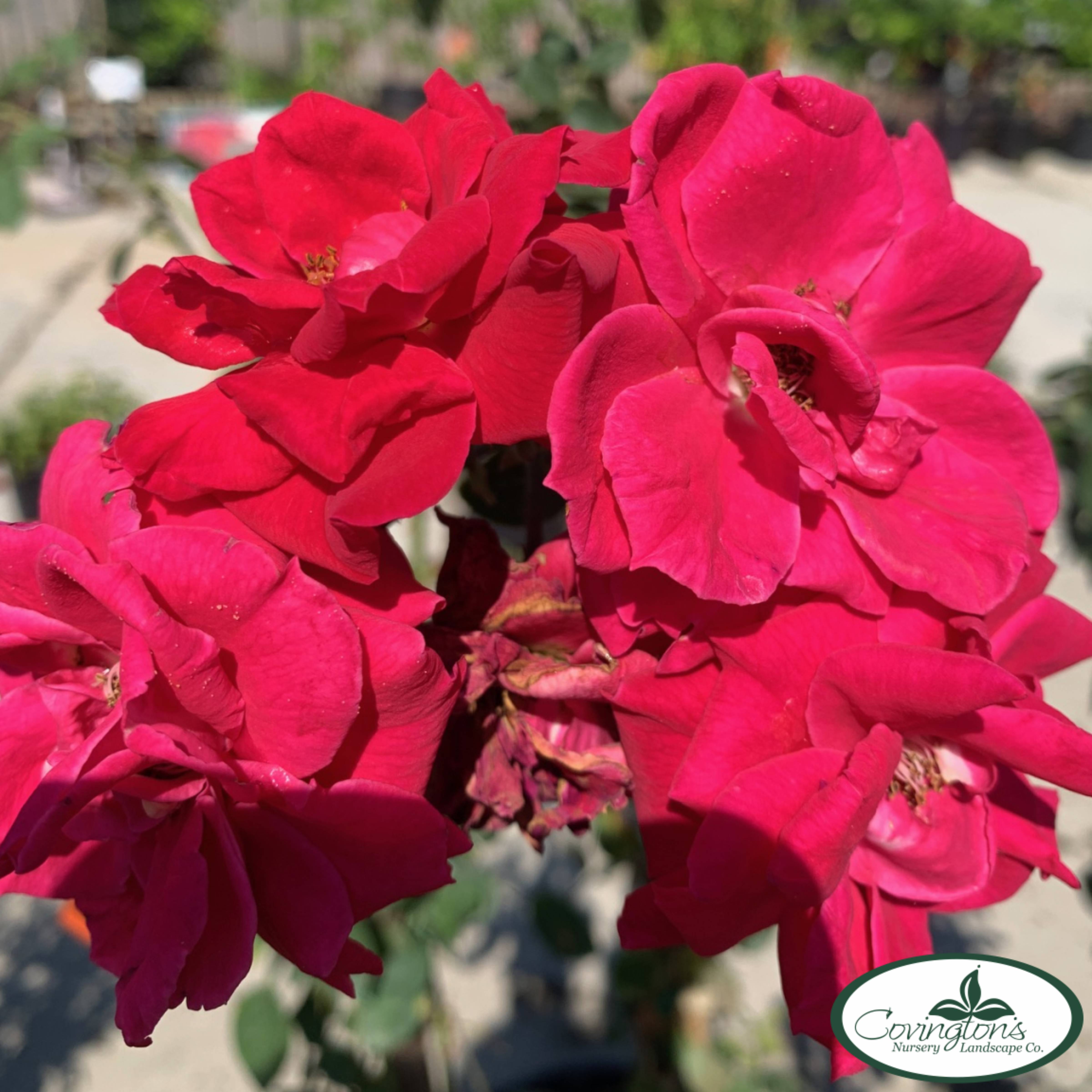 ROSE RAMBLIN RED® CLIMBING – Covingtons