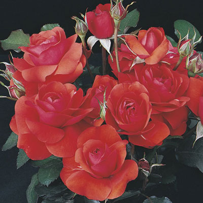 ROSE TRUMPETER – Covingtons