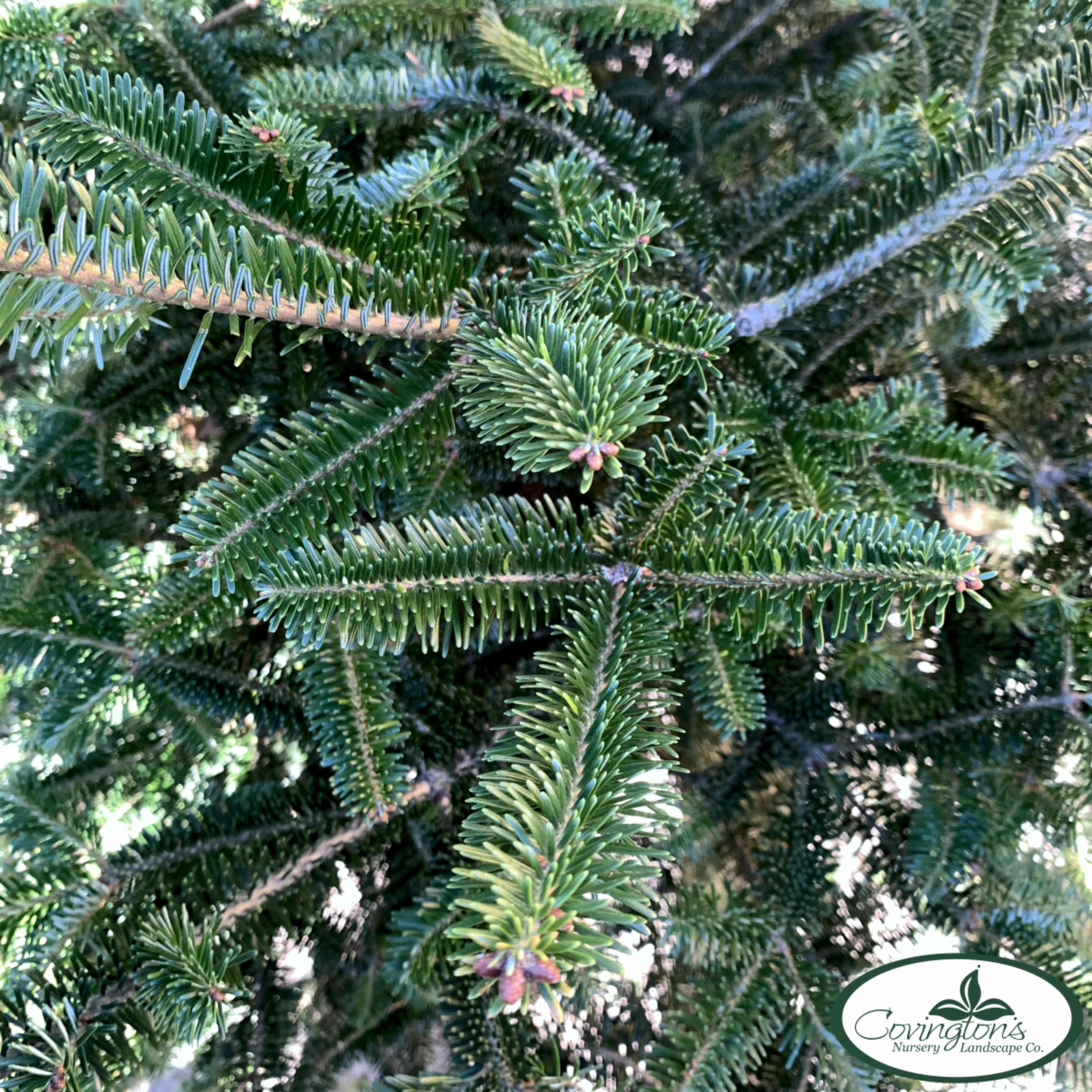 FRASER FIR CHRISTMAS TREE – Covingtons