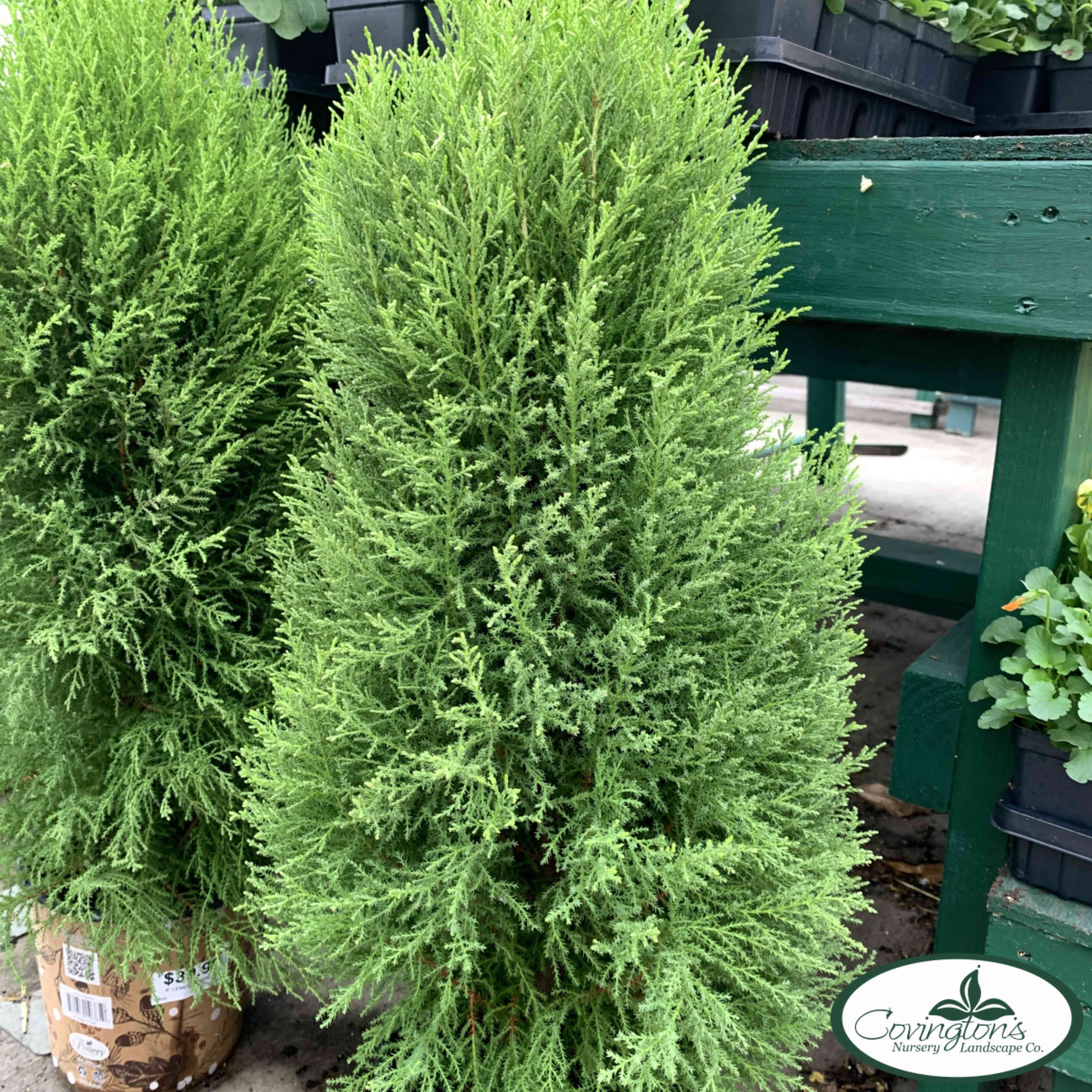 LEMON CYPRESS CONE – Covingtons