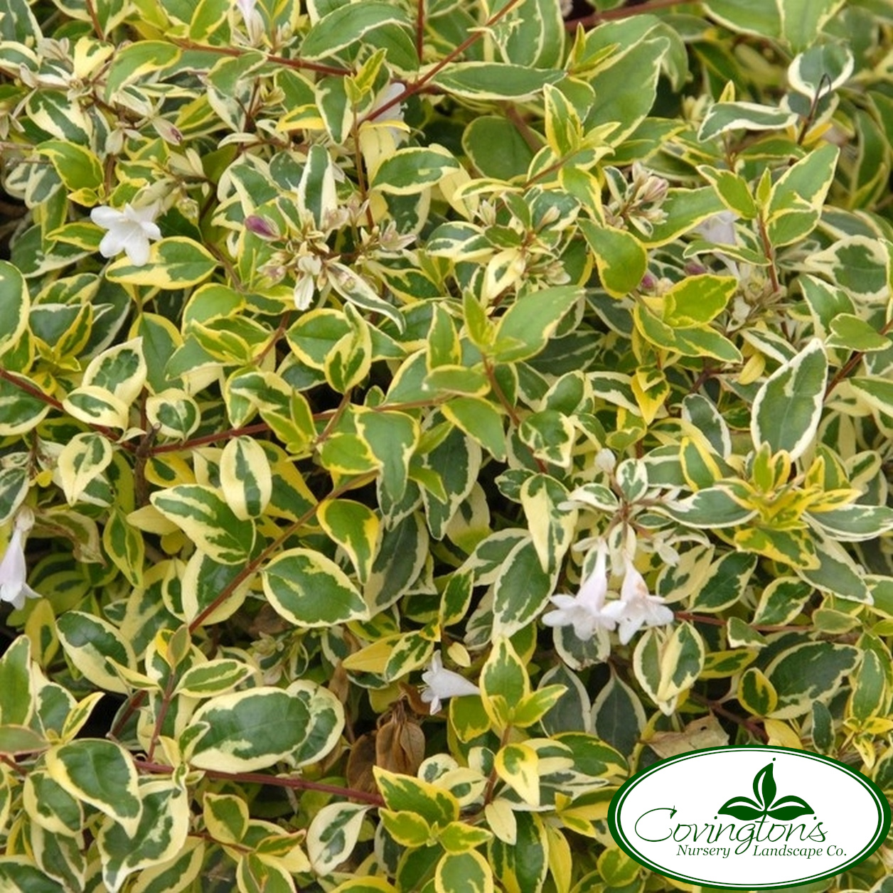 ABELIA twist of lime™ – Covingtons