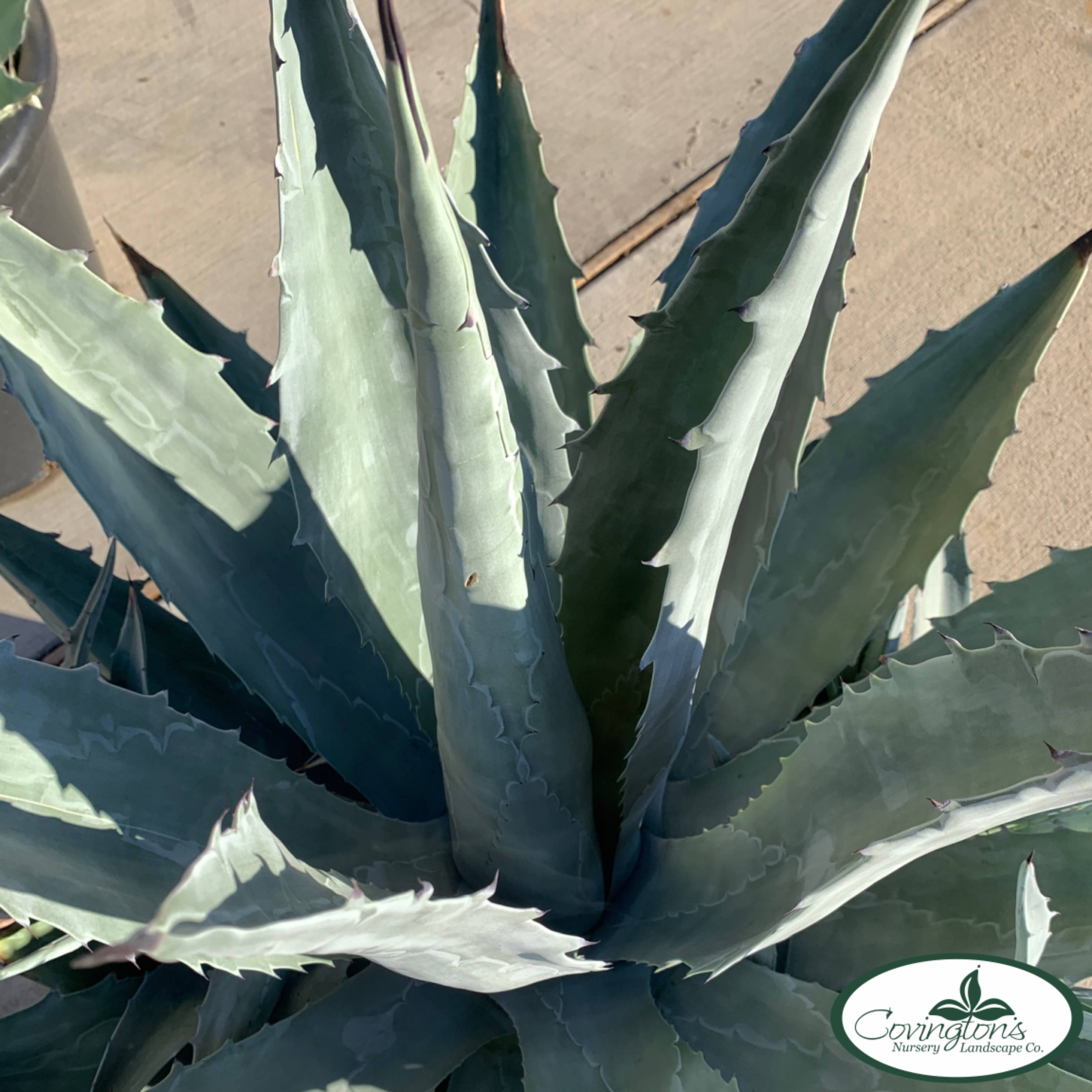 AGAVE americana – Covingtons