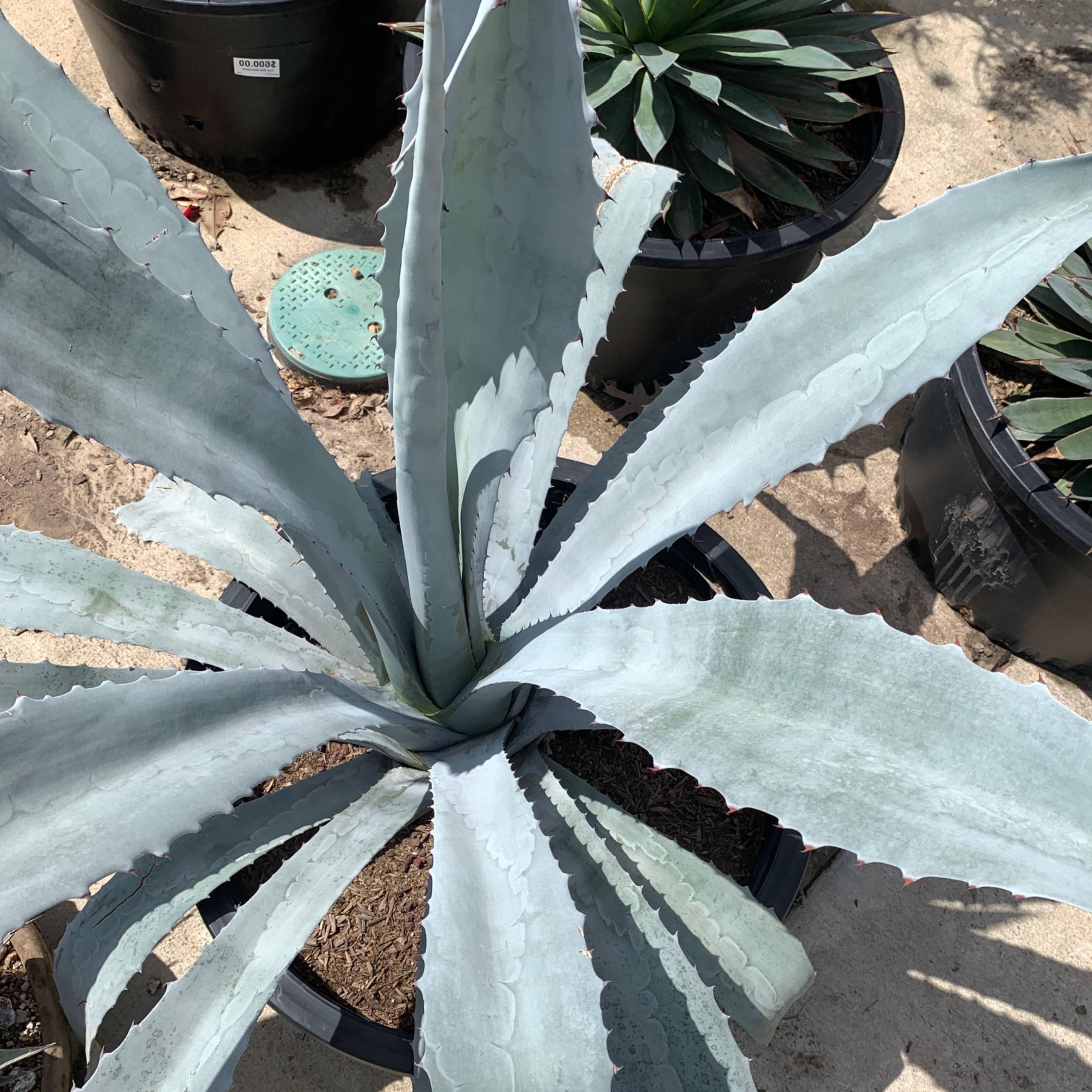 AGAVE americana electric blue – Covingtons