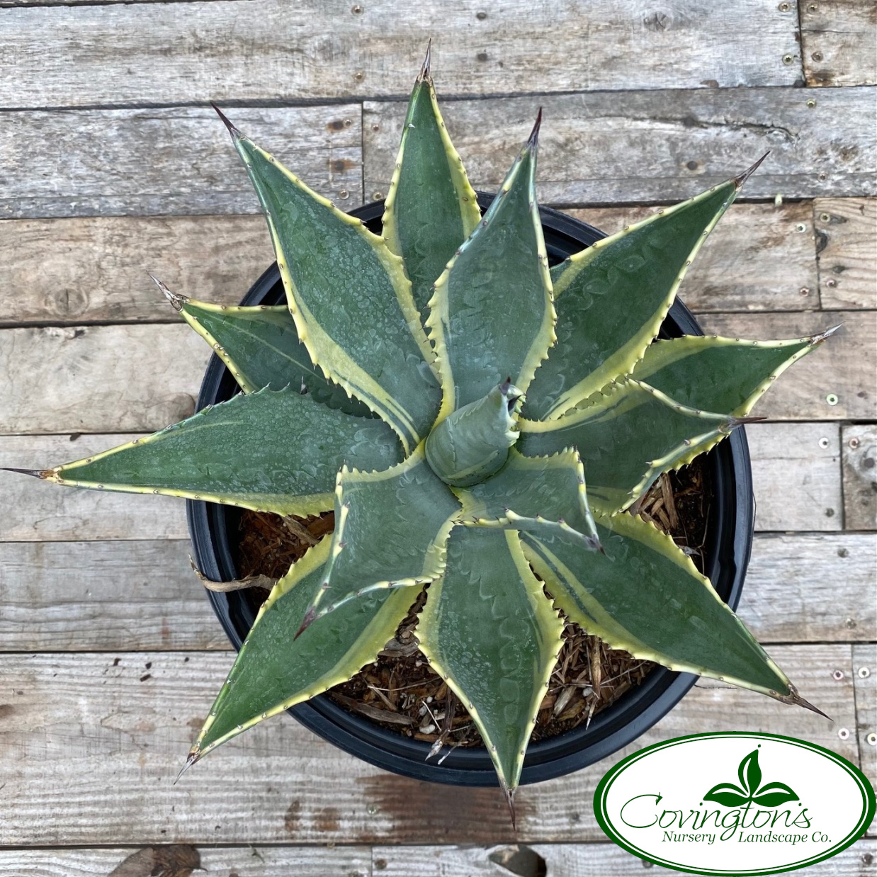 AGAVE americana marginata – Covingtons