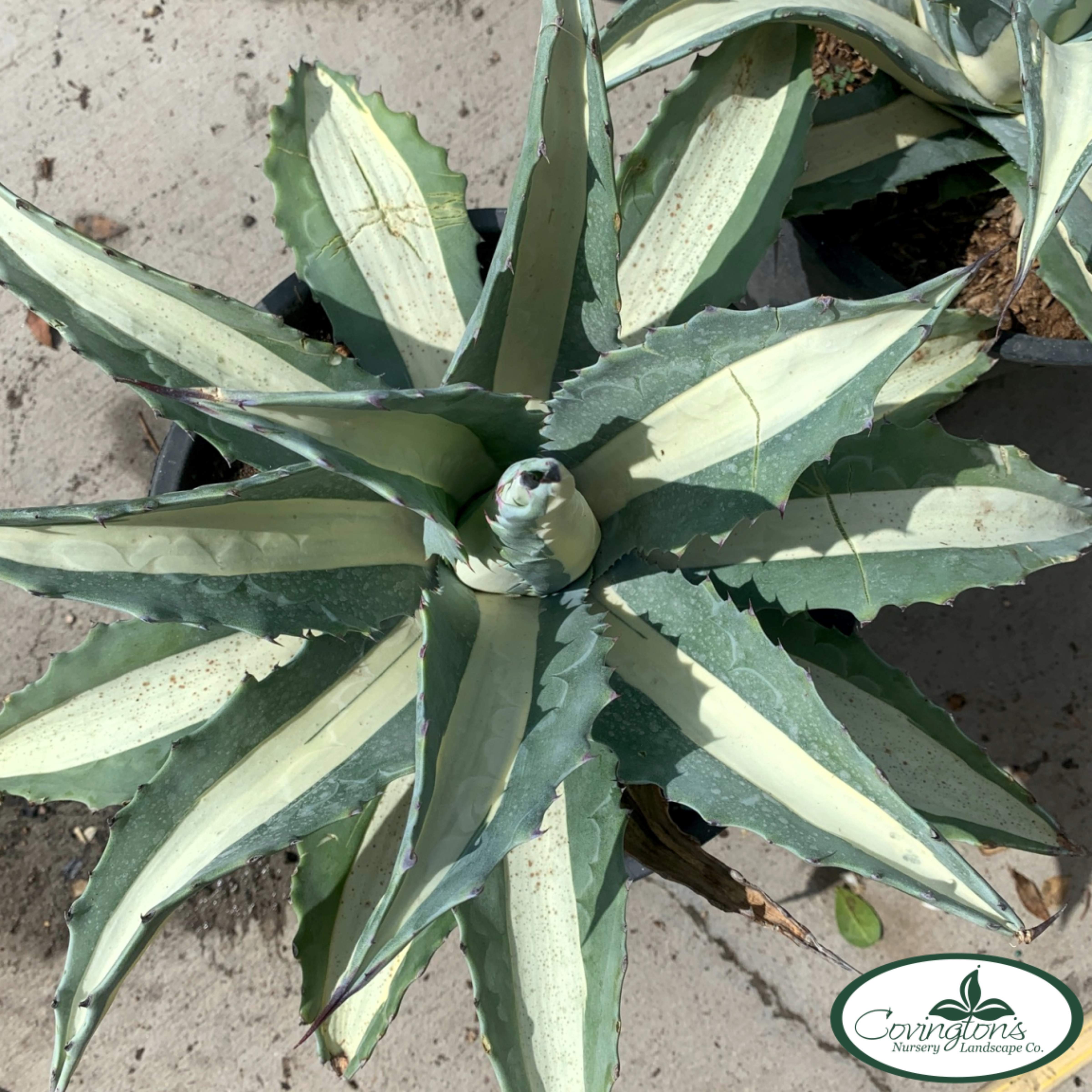 AGAVE americana white stripe – Covingtons