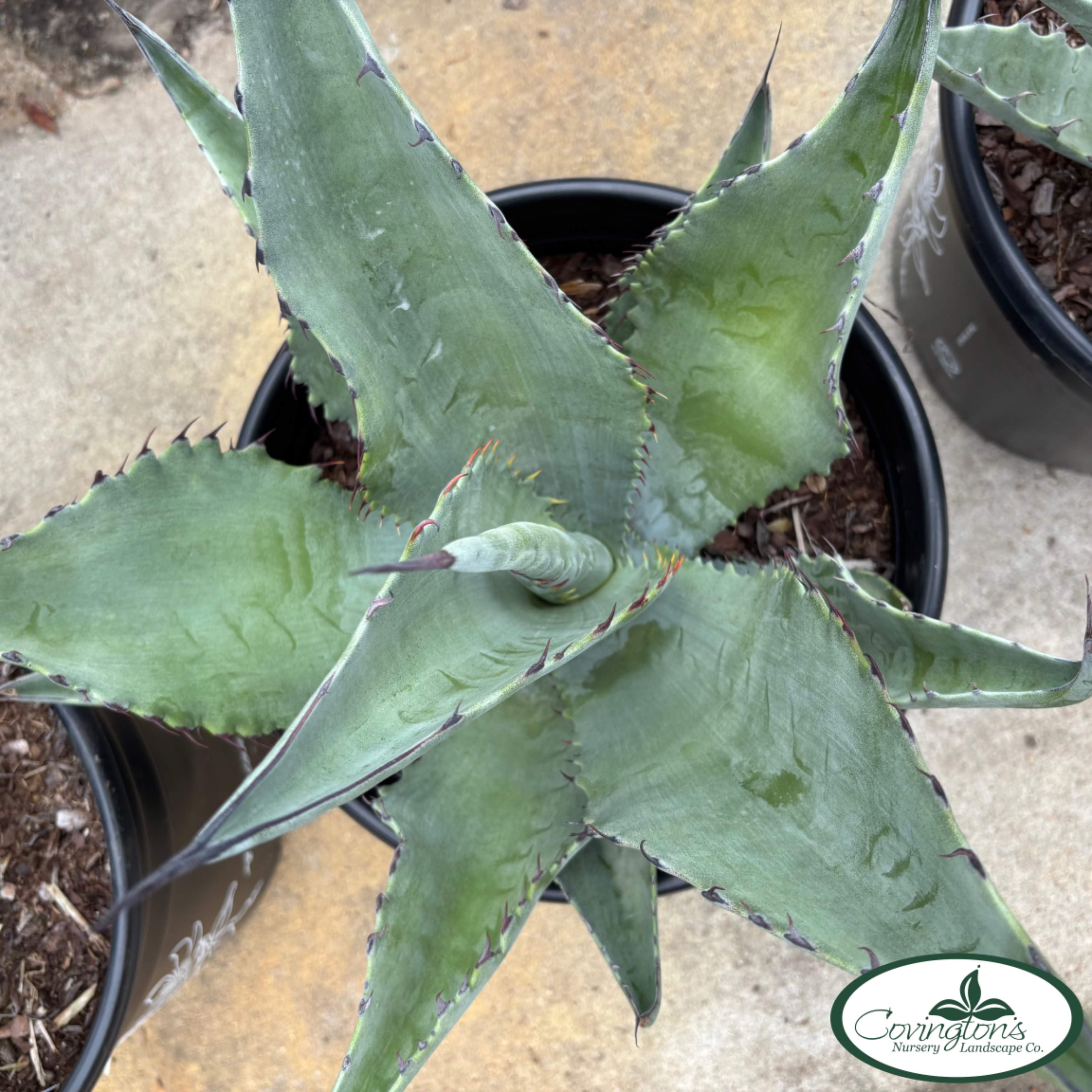 AGAVE azul monterrey – Covingtons