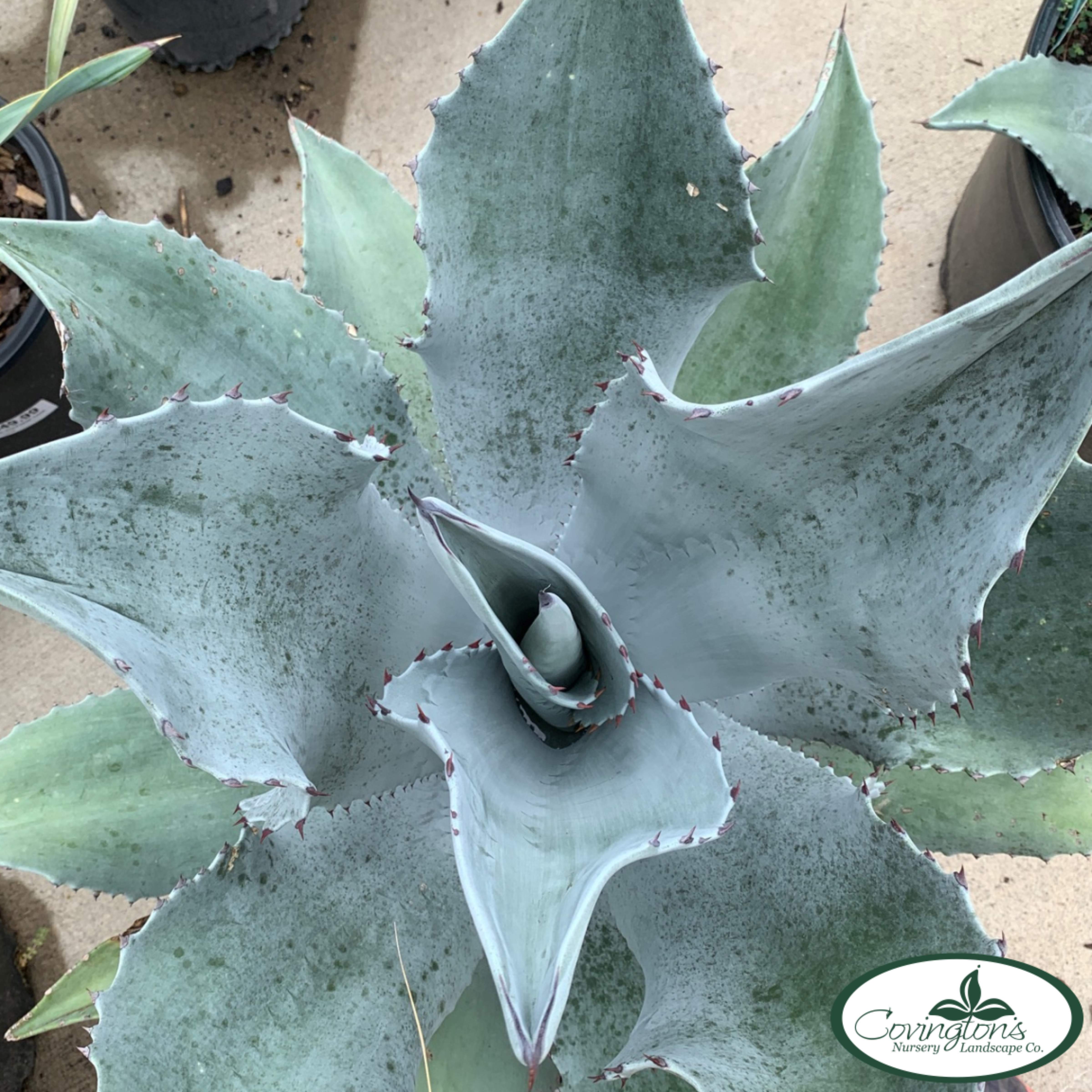AGAVE blue rough leaf – Covingtons
