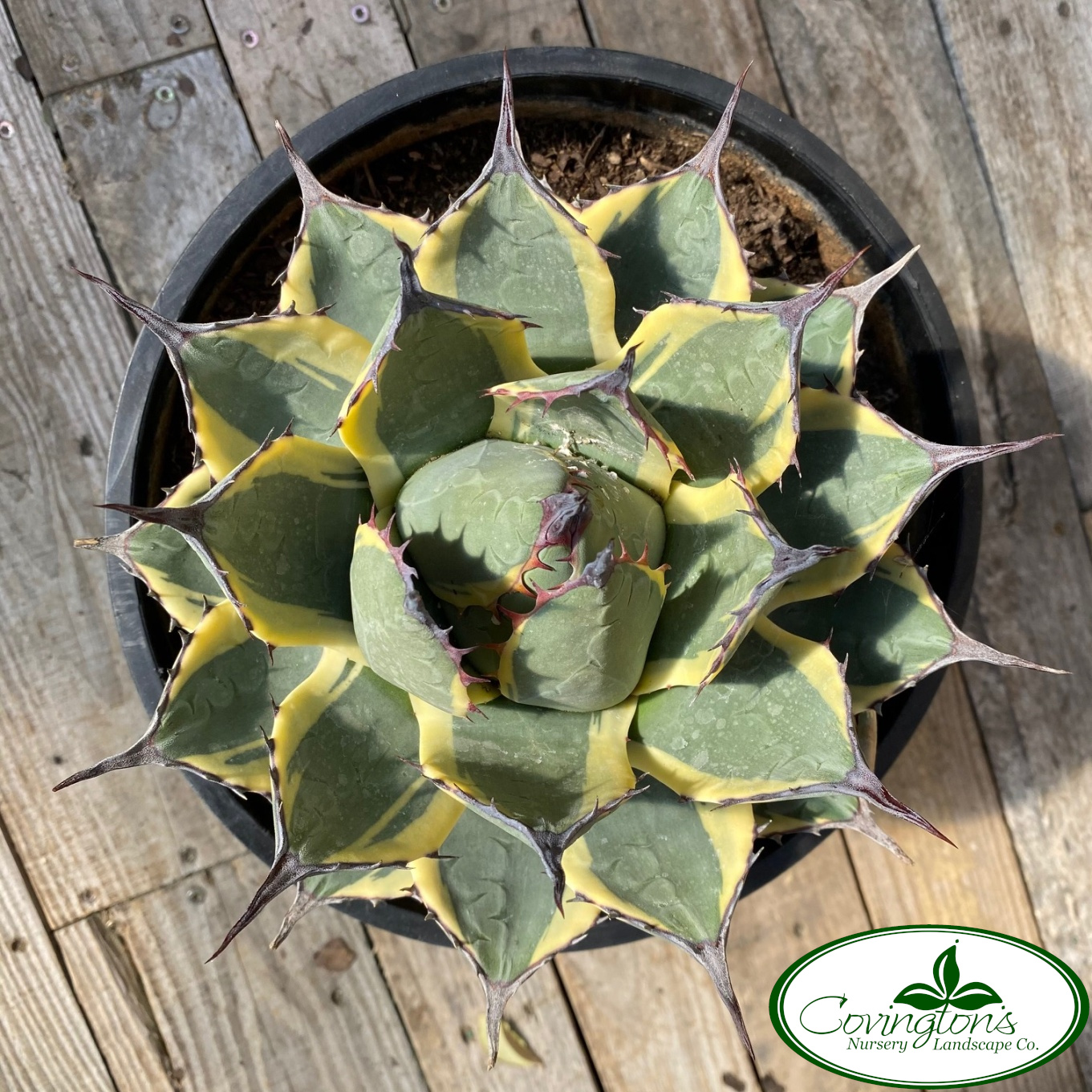 AGAVE cream spike – Covingtons