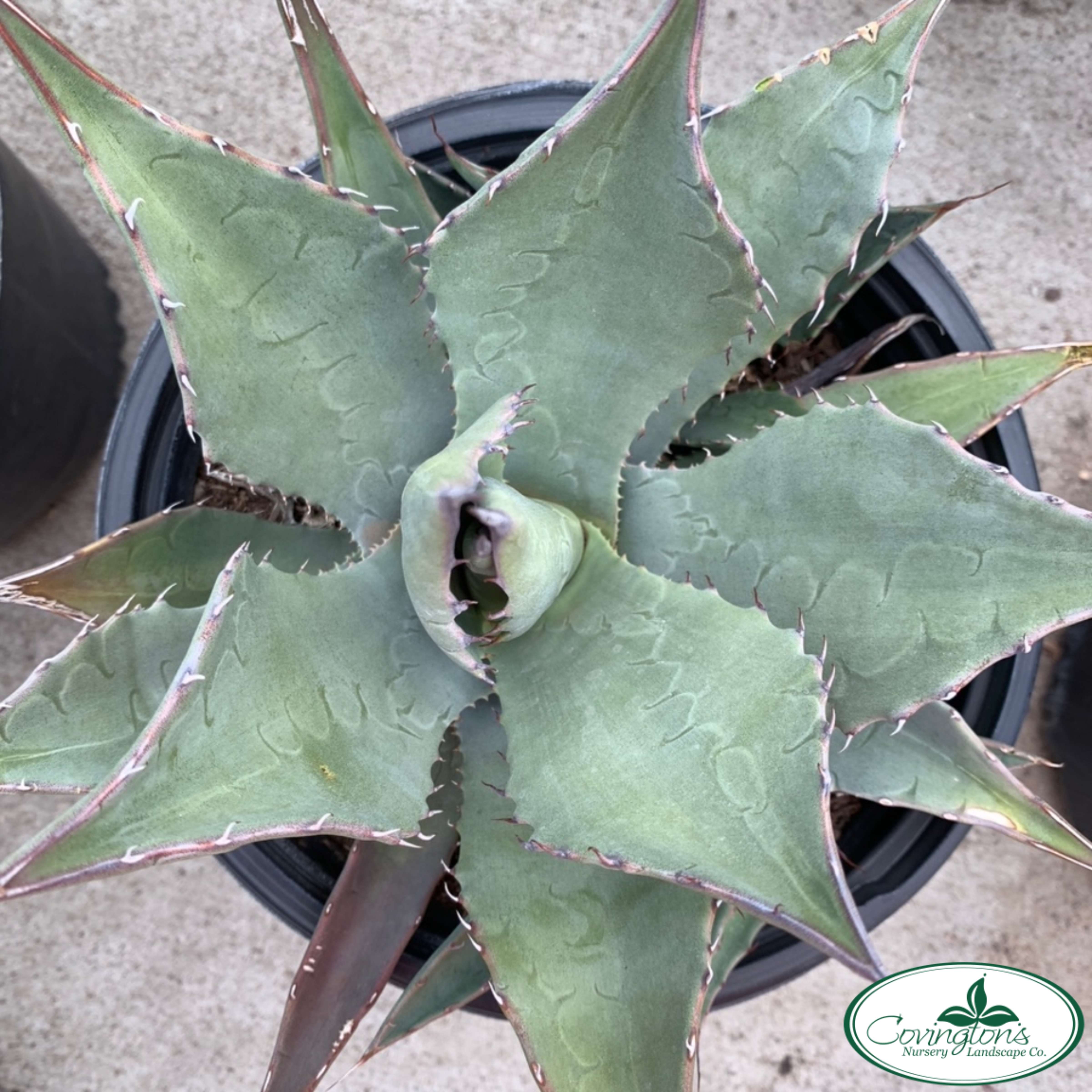 AGAVE couesii – Covingtons