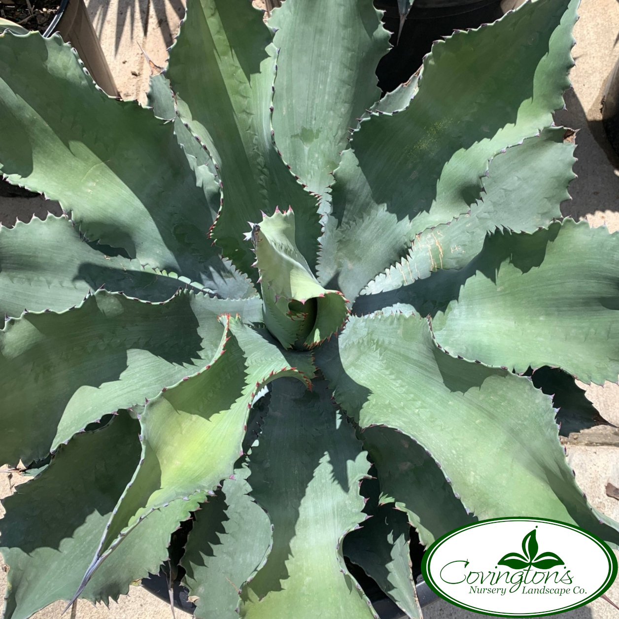 AGAVE mr. ripple – Covingtons