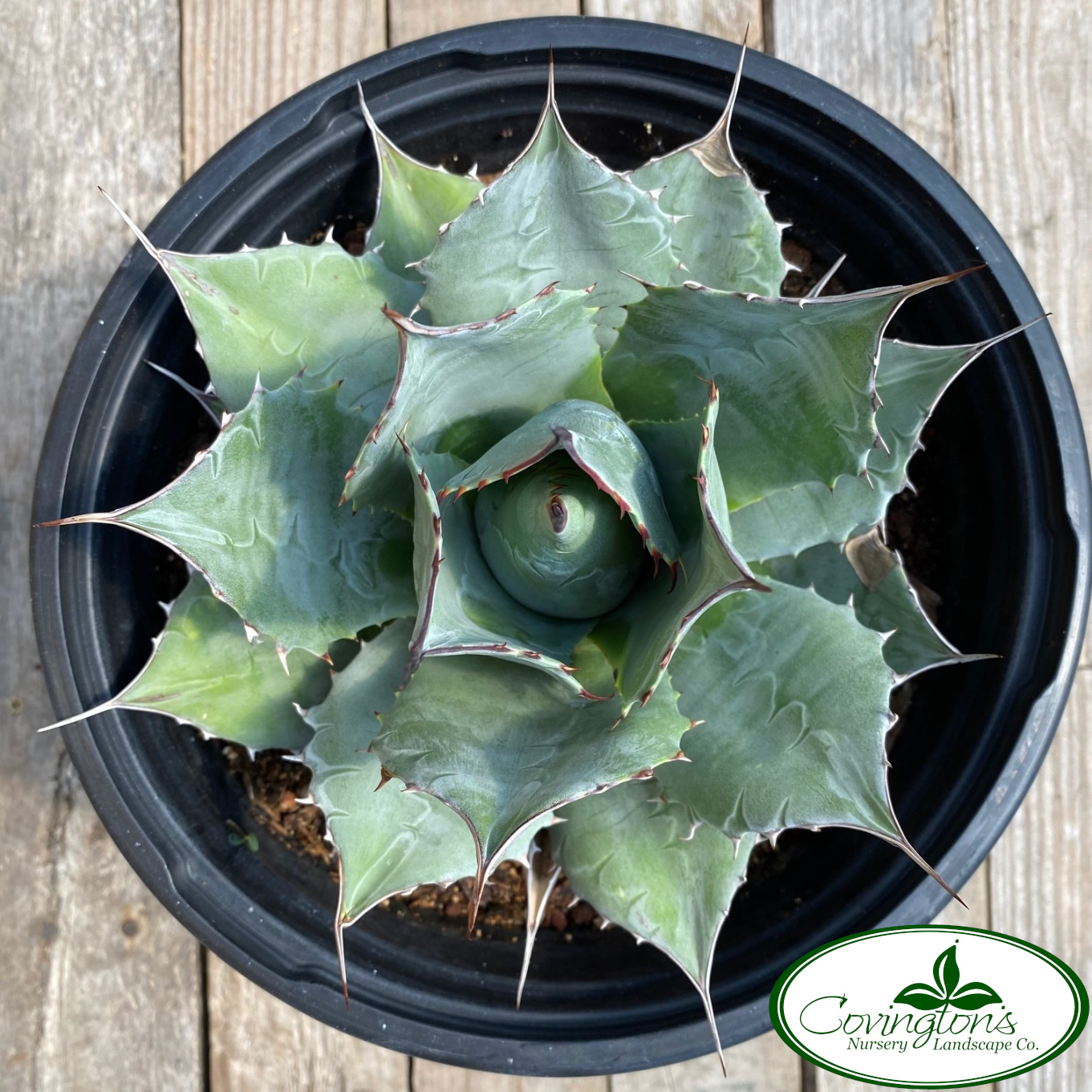 AGAVE parrasana – Covingtons