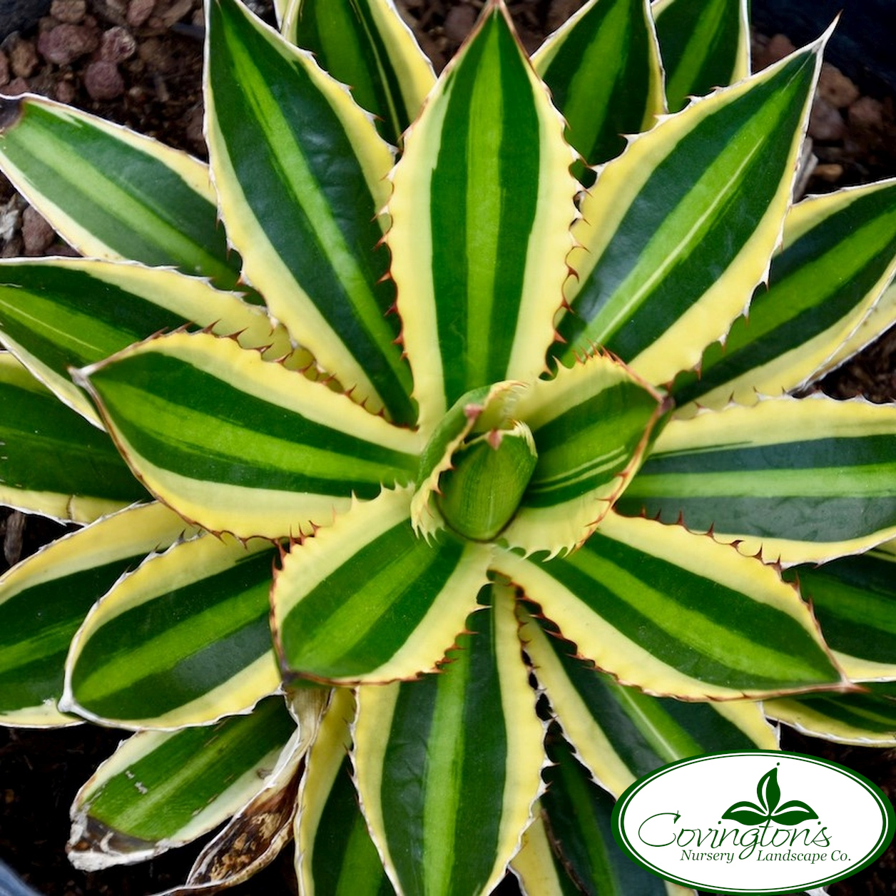 AGAVE quadricolor – Covingtons