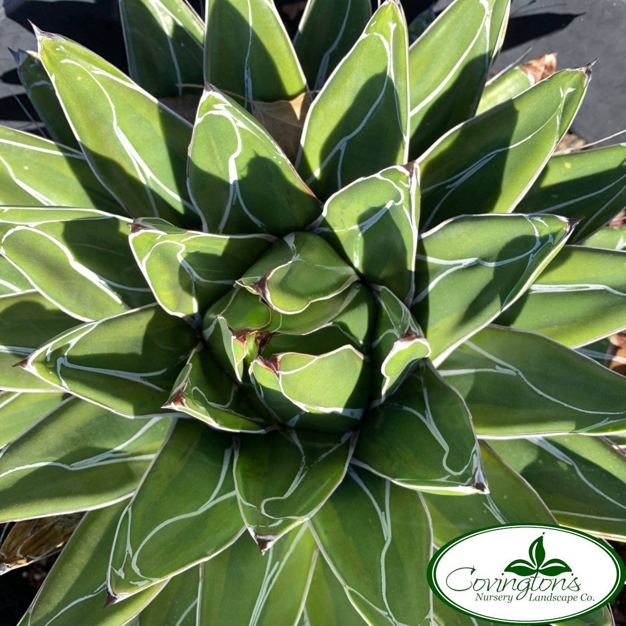 AGAVE queen victoria var. – Covingtons