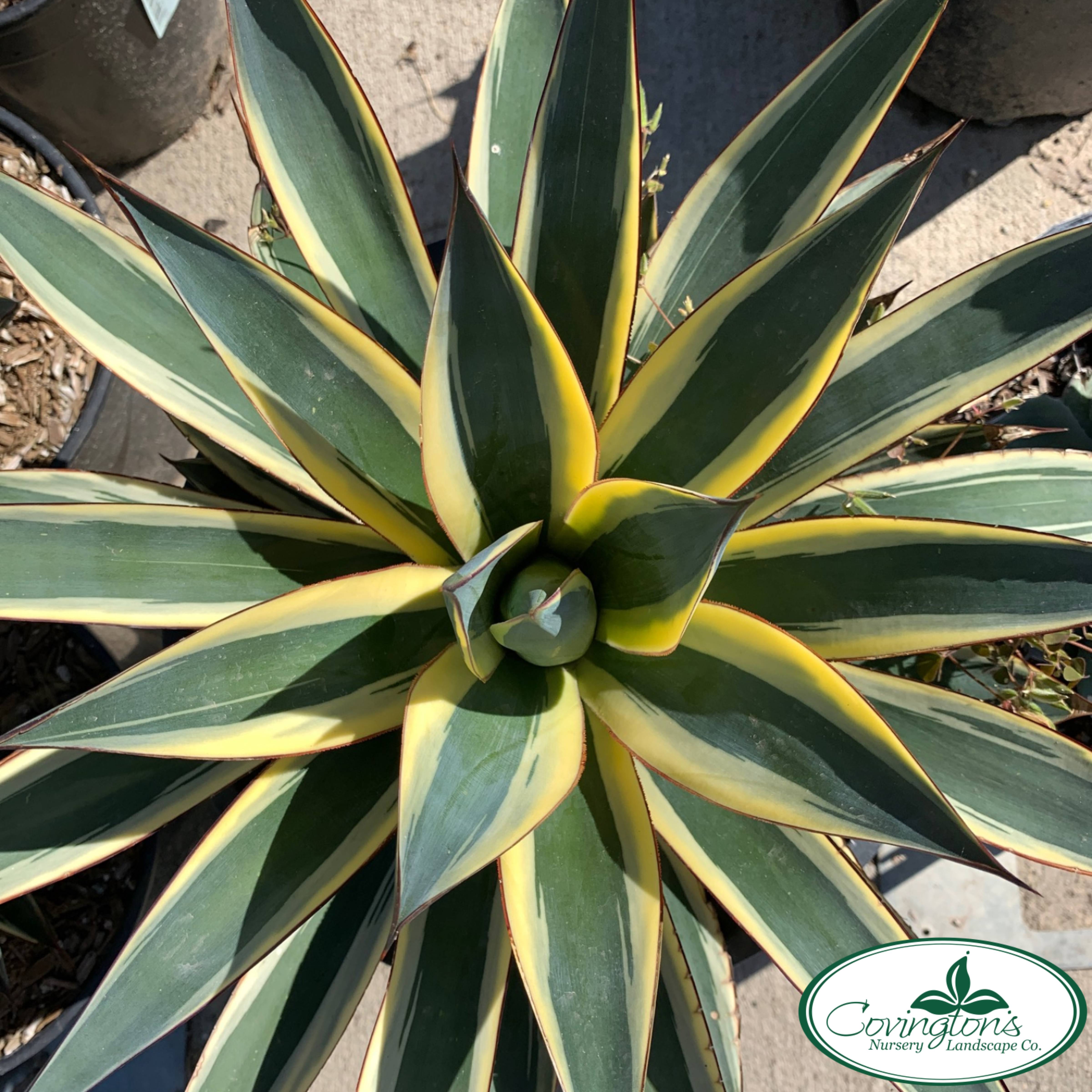 AGAVE snow glow – Covingtons