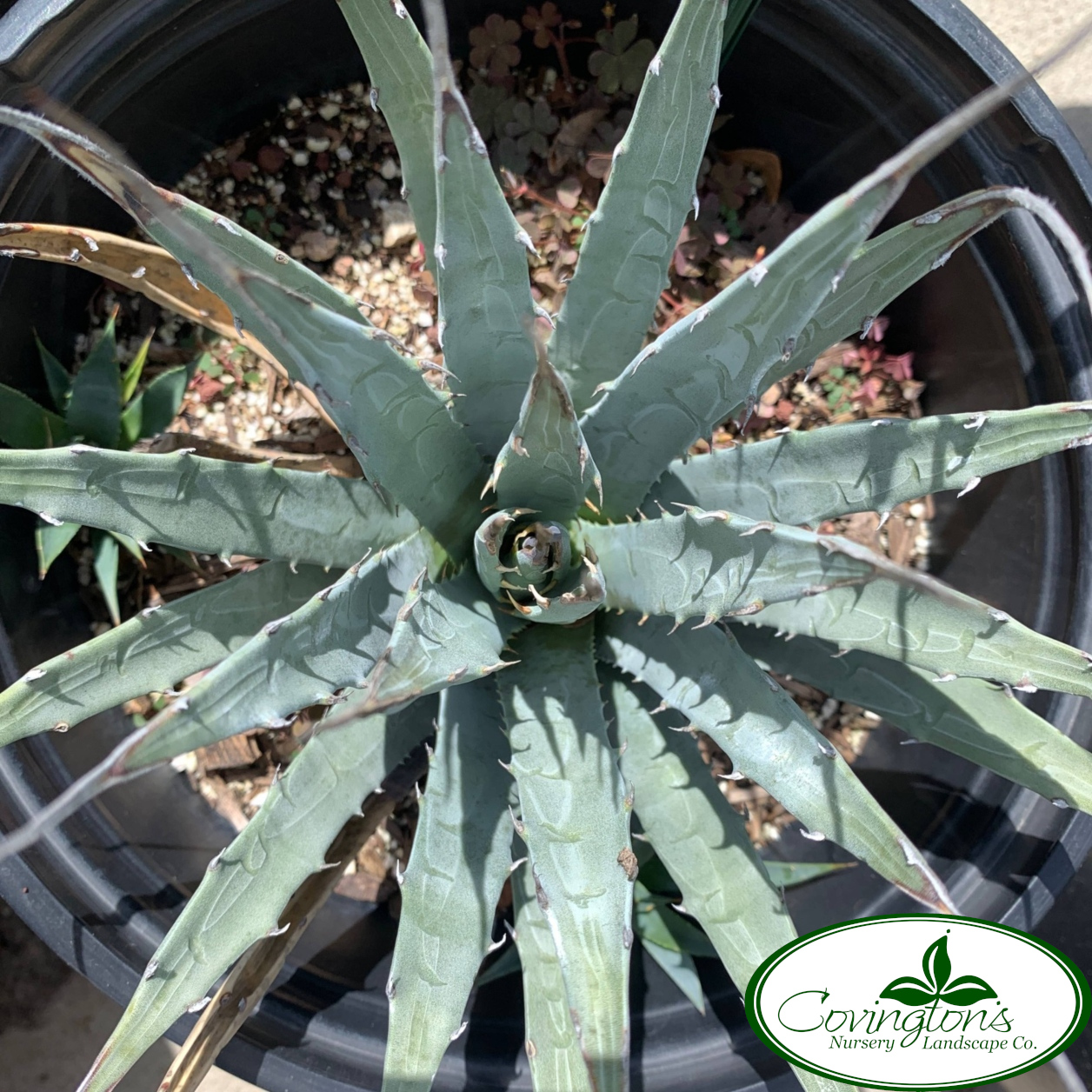 AGAVE utah – Covingtons