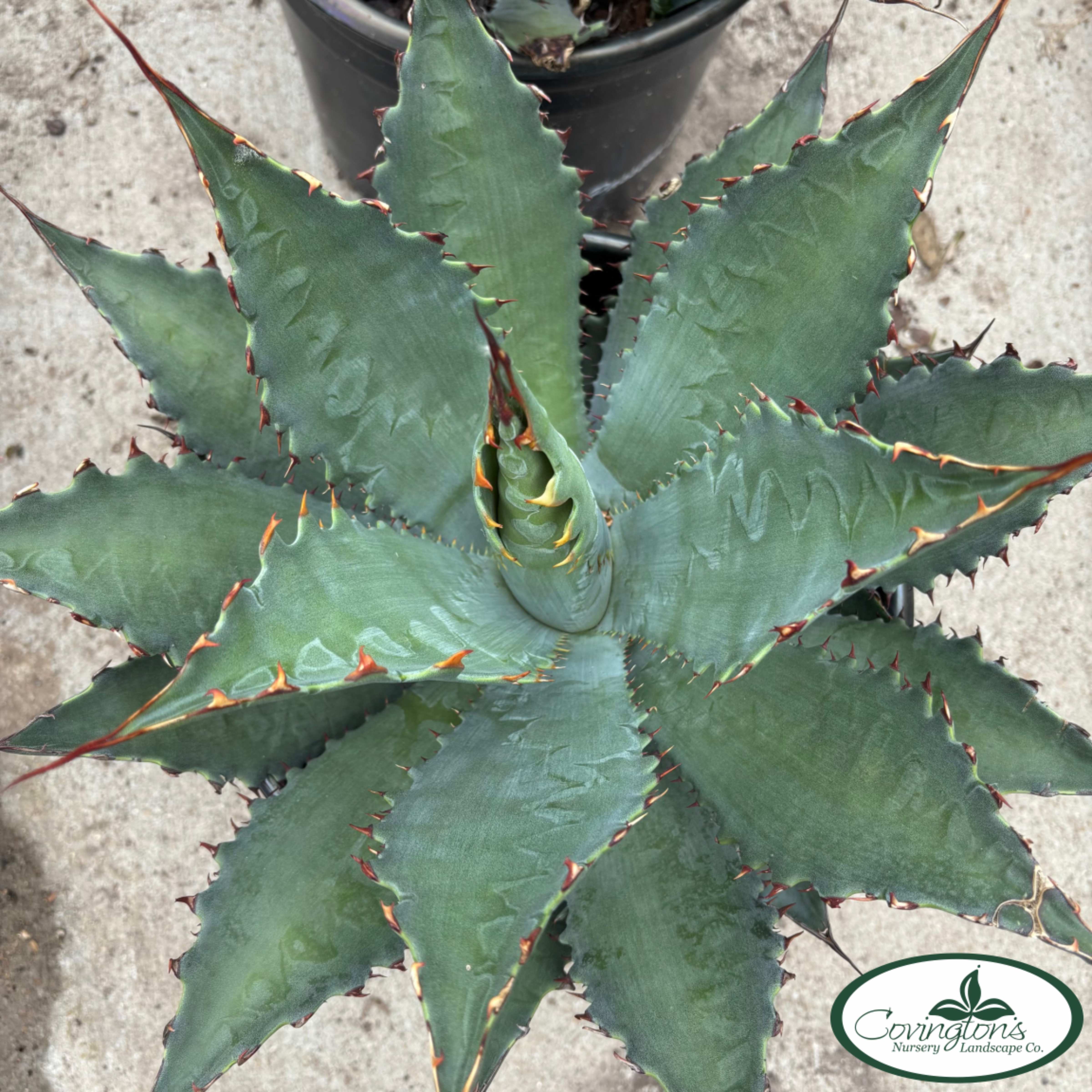 AGAVE wocomahi – Covingtons