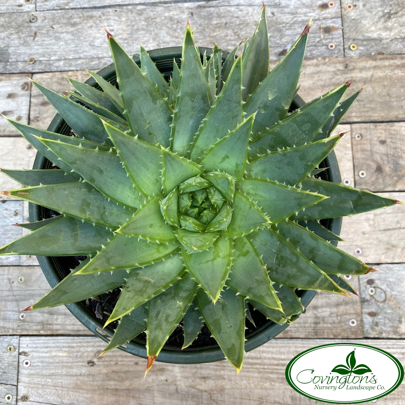ALOE spiral – Covingtons