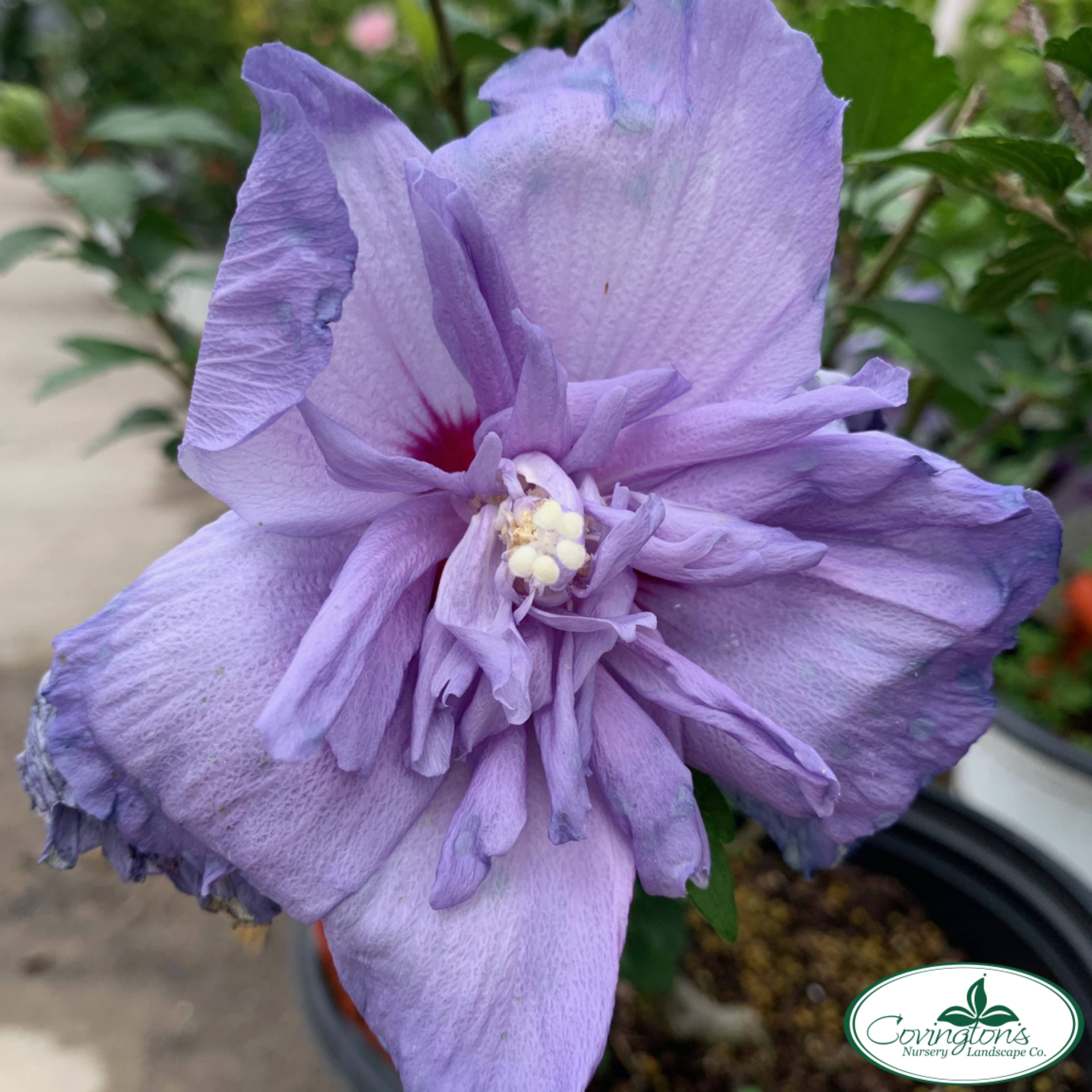 ALTHEA blue chiffon – Covingtons