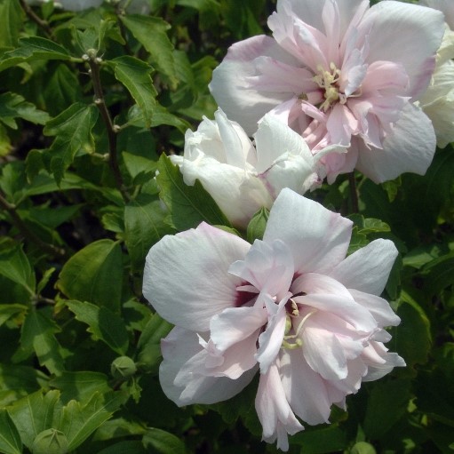 ALTHEA blushing bride std. – Covingtons