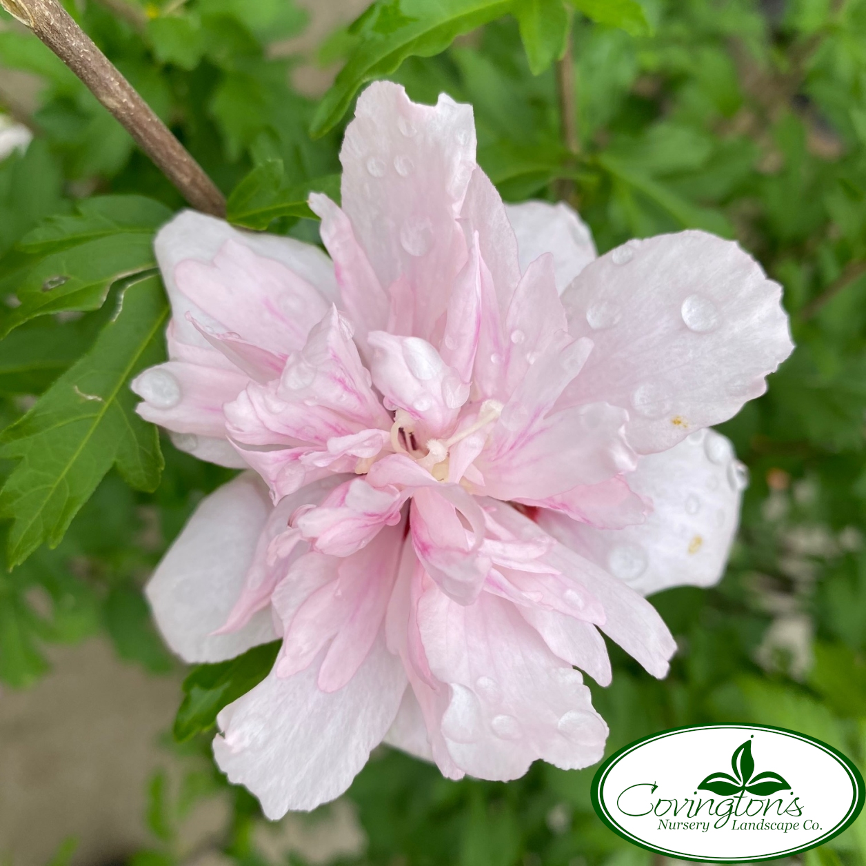 ALTHEA double pink – Covingtons