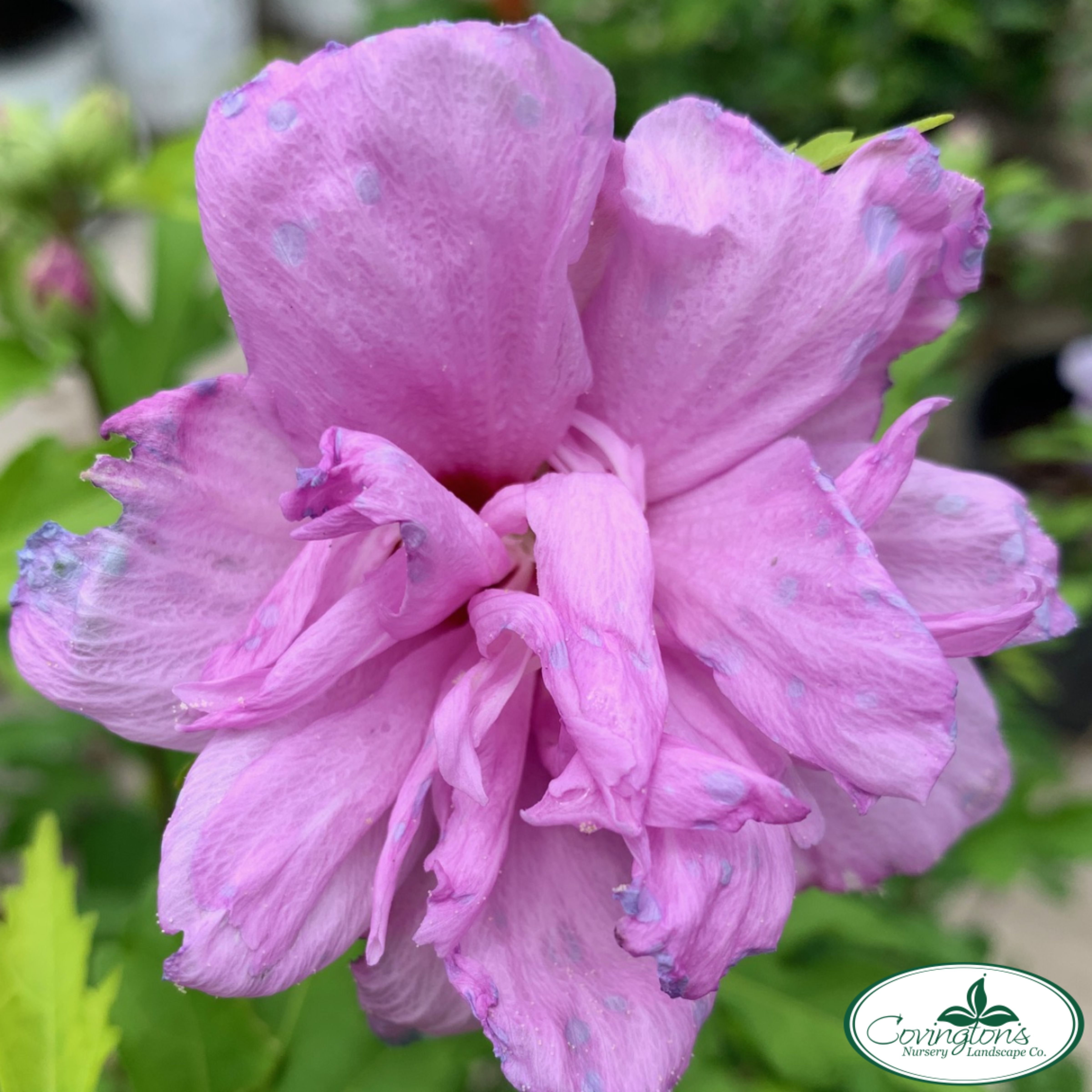 ALTHEA double purple – Covingtons