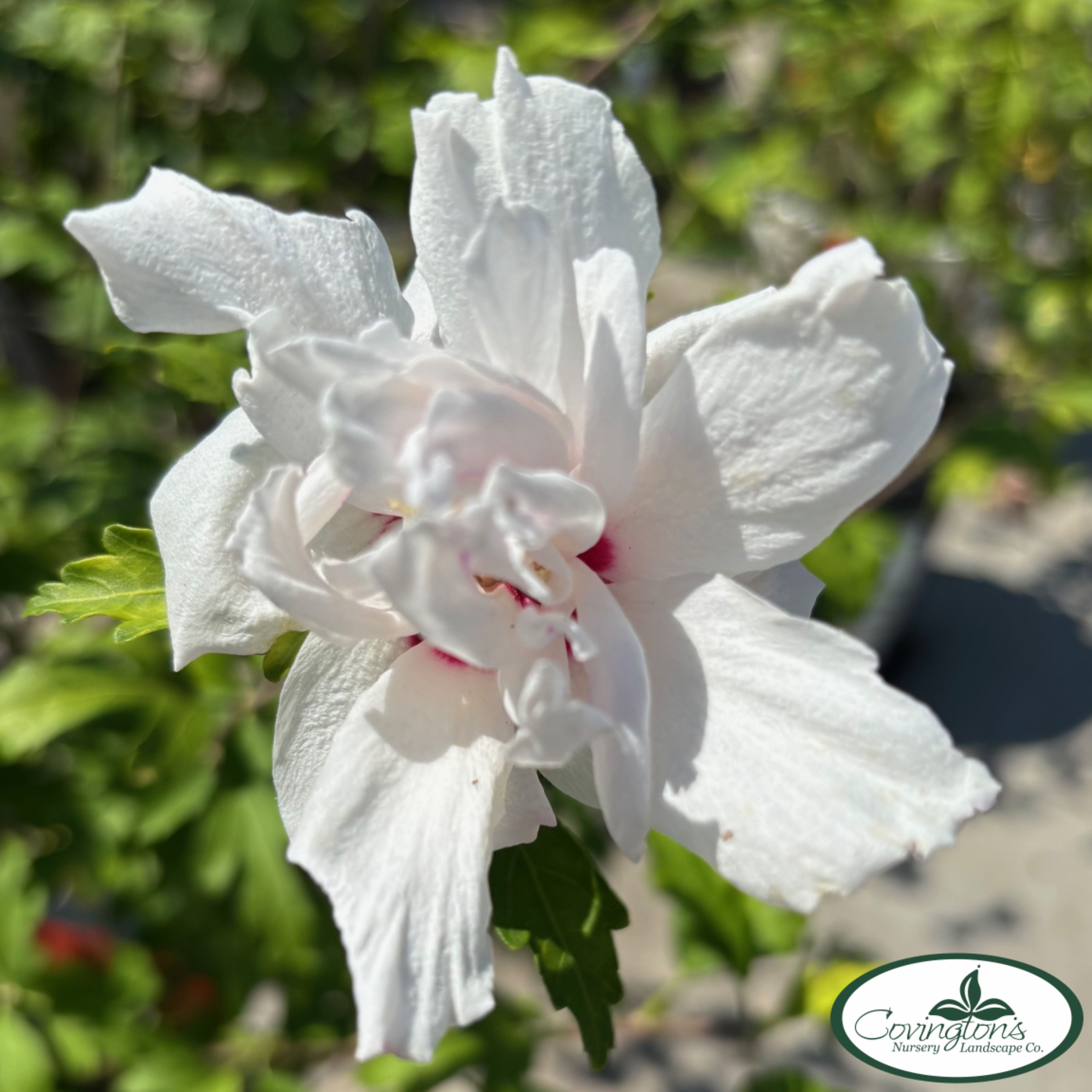 ALTHEA double white – Covingtons