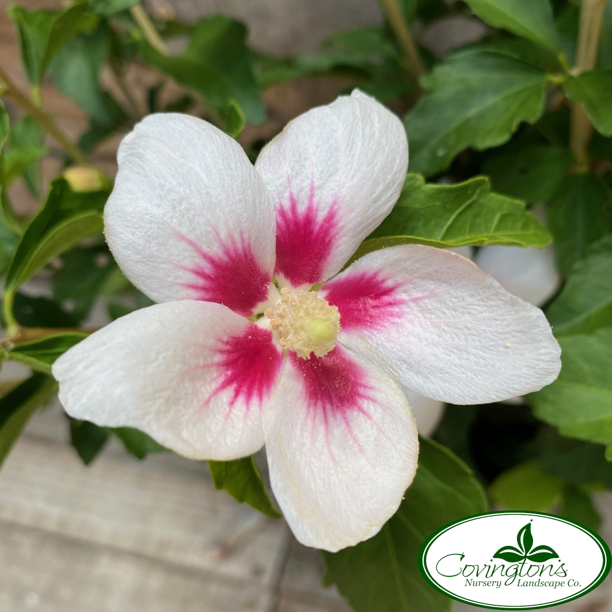 ALTHEA dwarf lil’ kim® – Covingtons