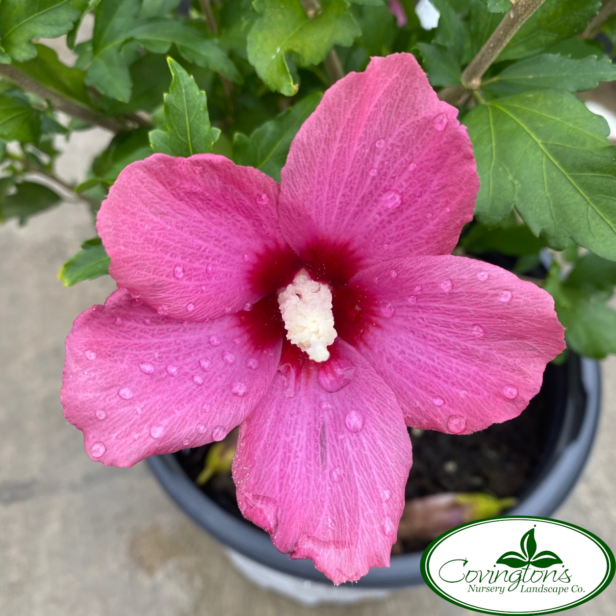 ALTHEA dwarf lil’ kim® red – Covingtons