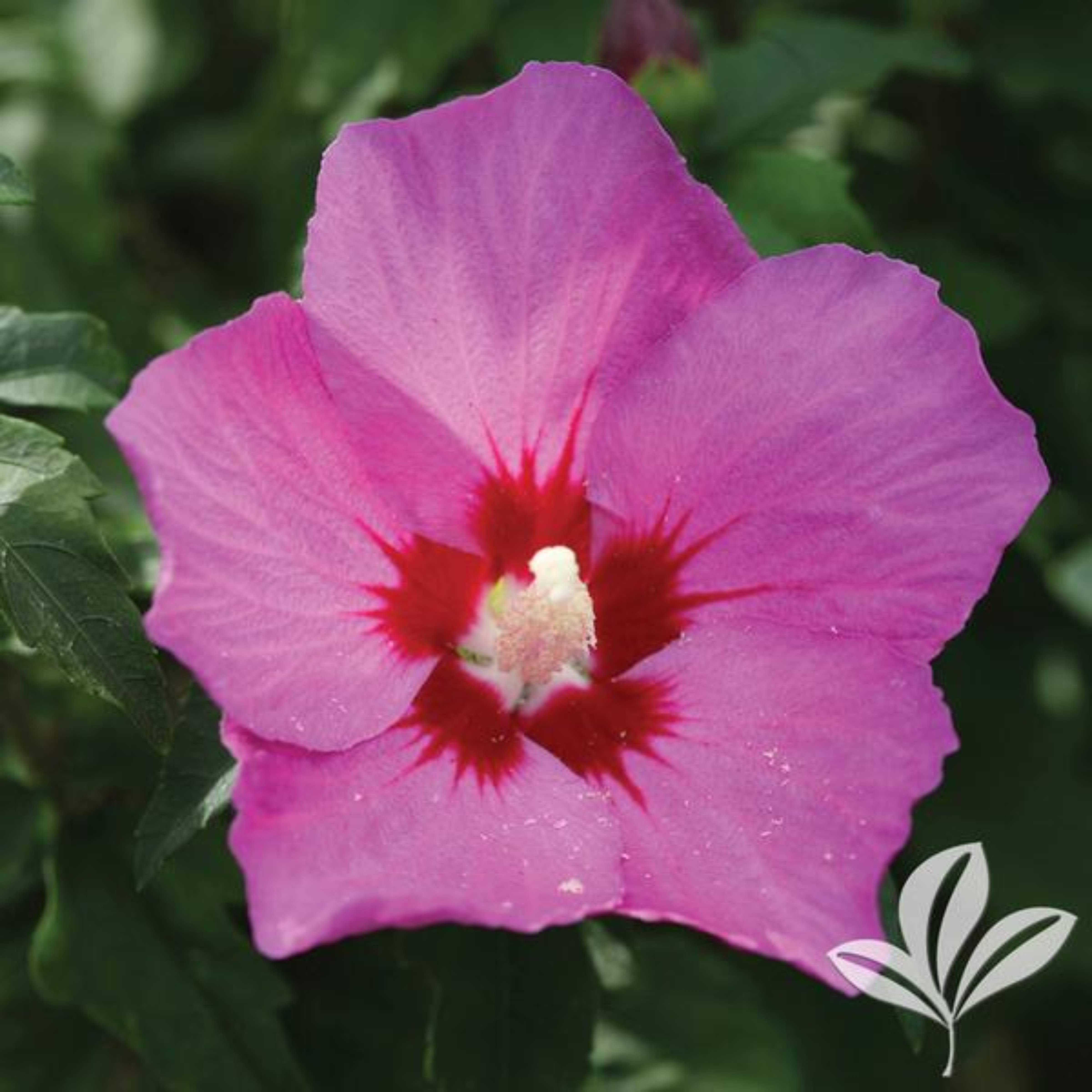 ALTHEA dwarf lil’ kim® violet – Covingtons
