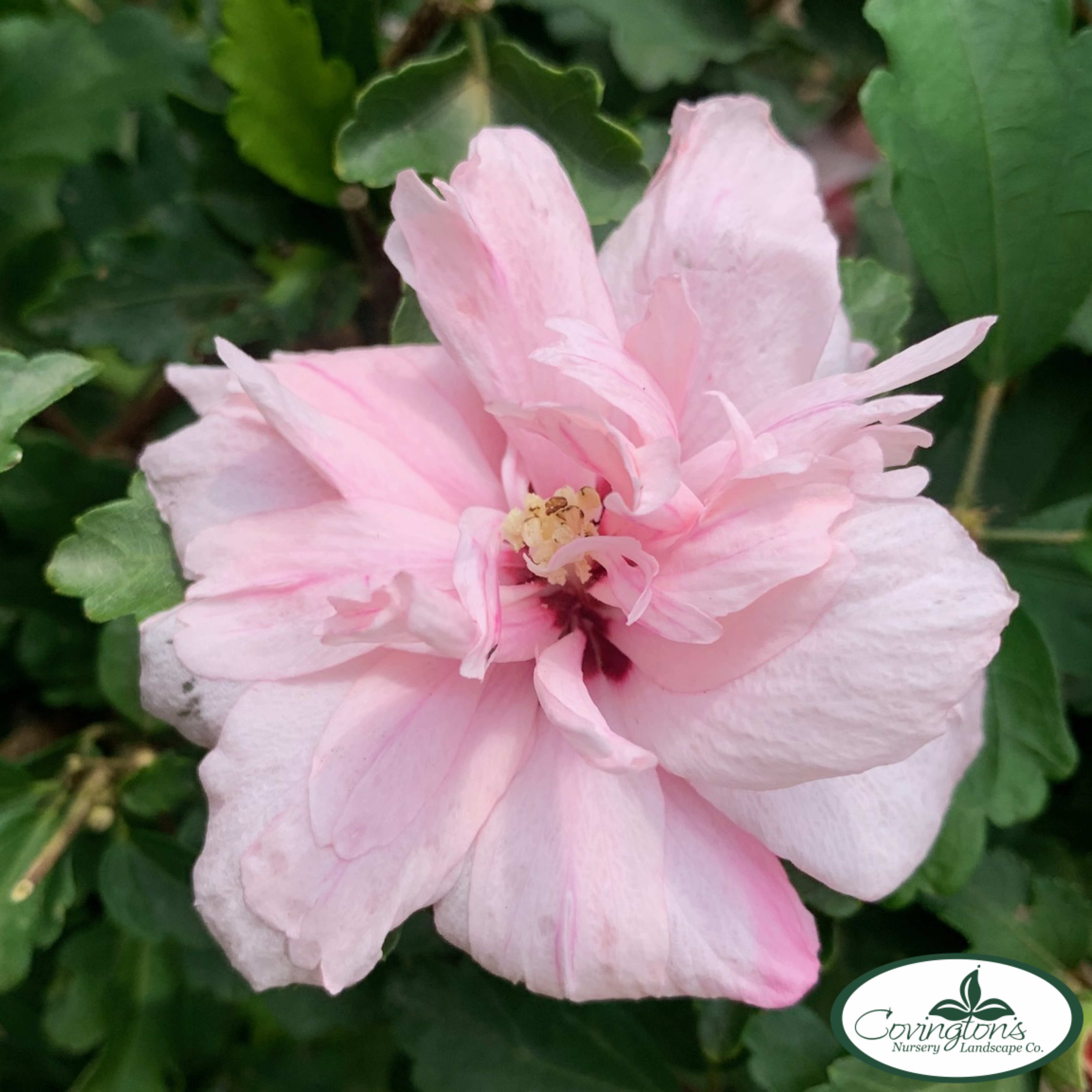 ALTHEA lady bug™ – Covingtons