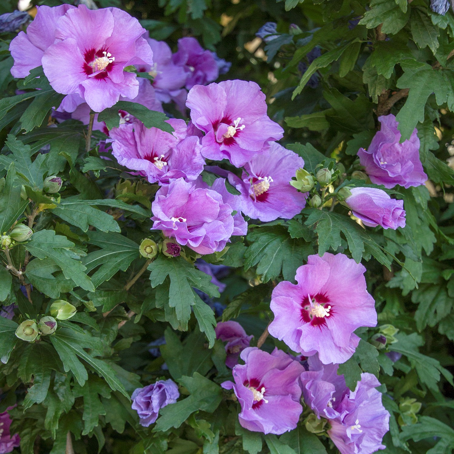 ALTHEA minerva – Covingtons