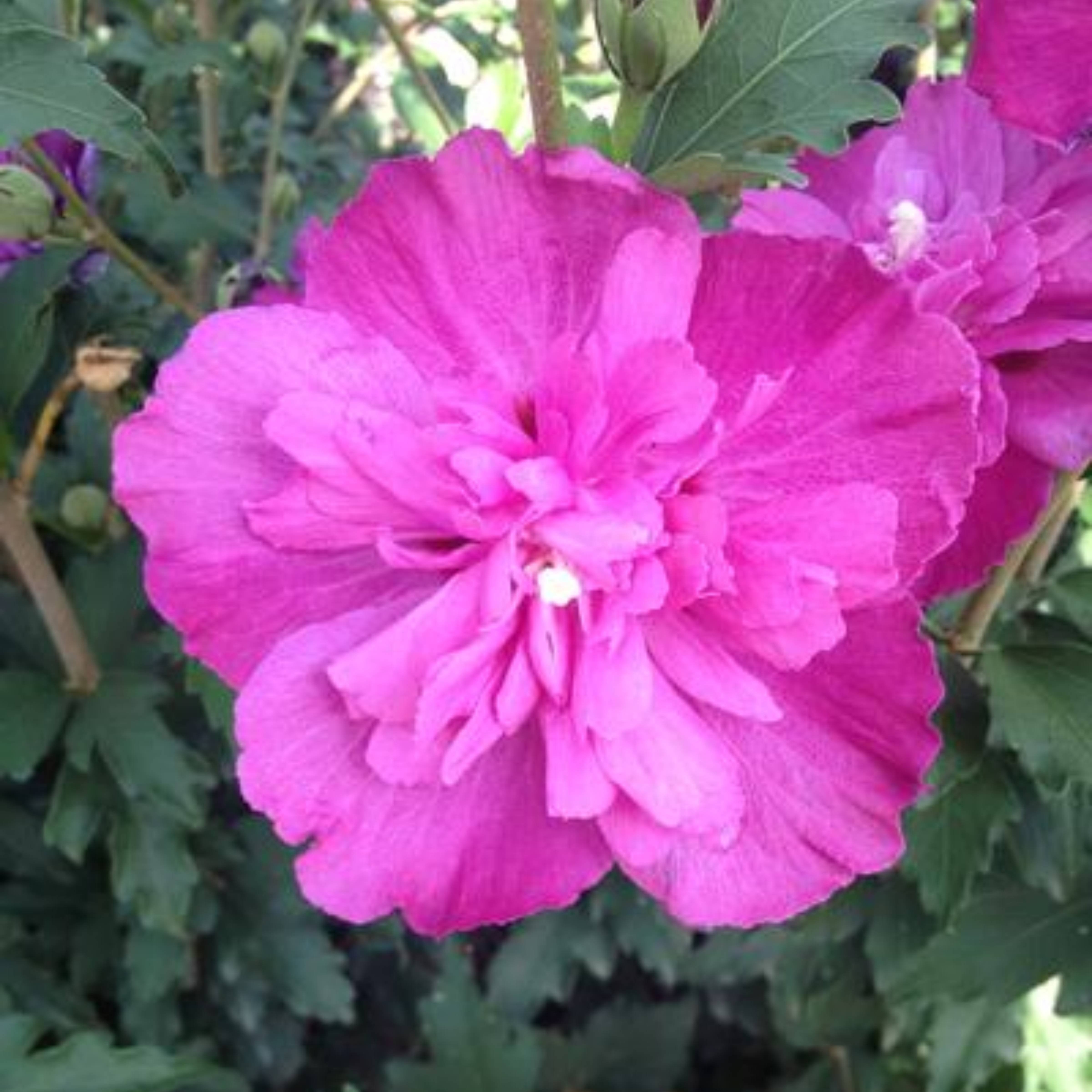 ALTHEA raspberry smoothie™ – Covingtons