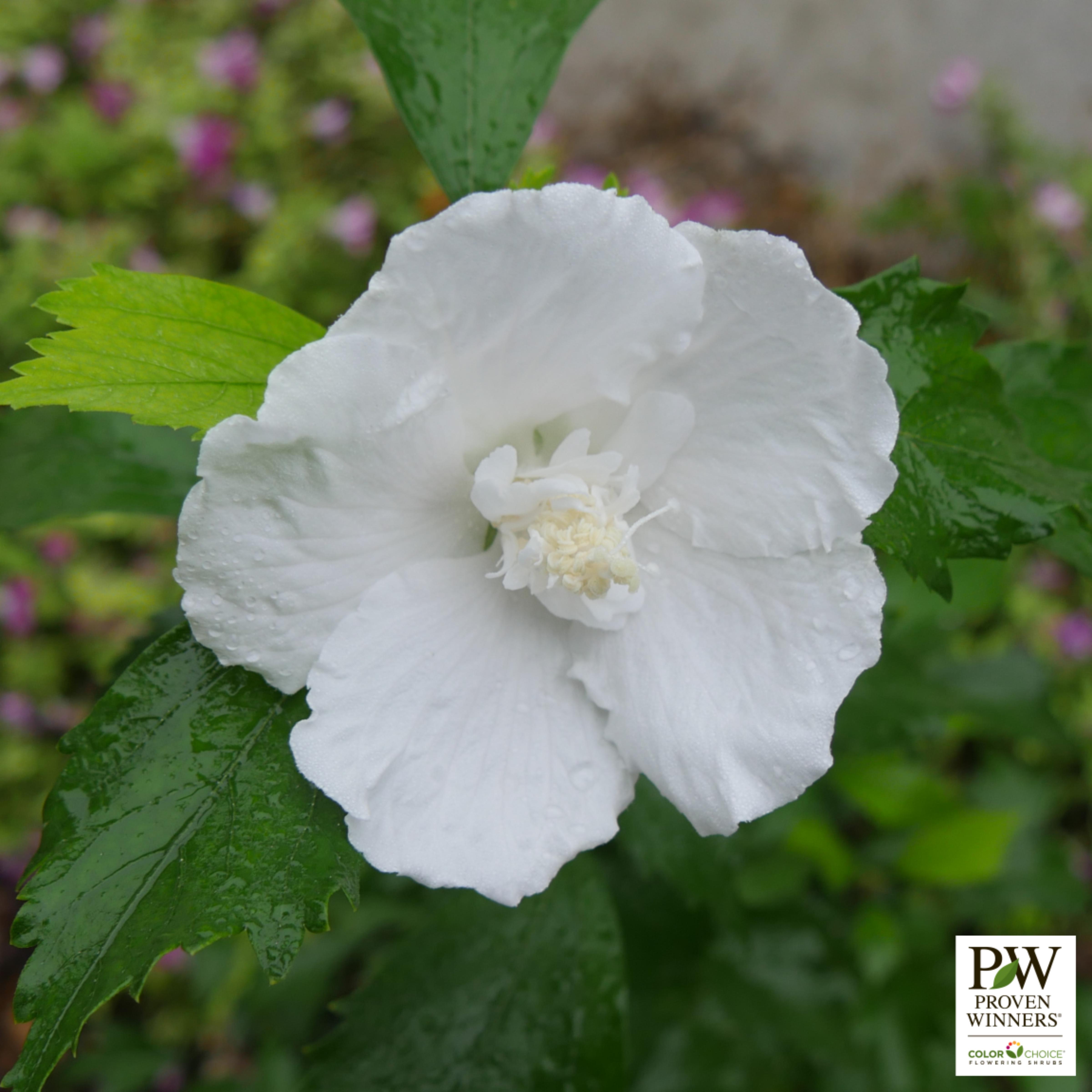 ALTHEA white pillar® – Covingtons