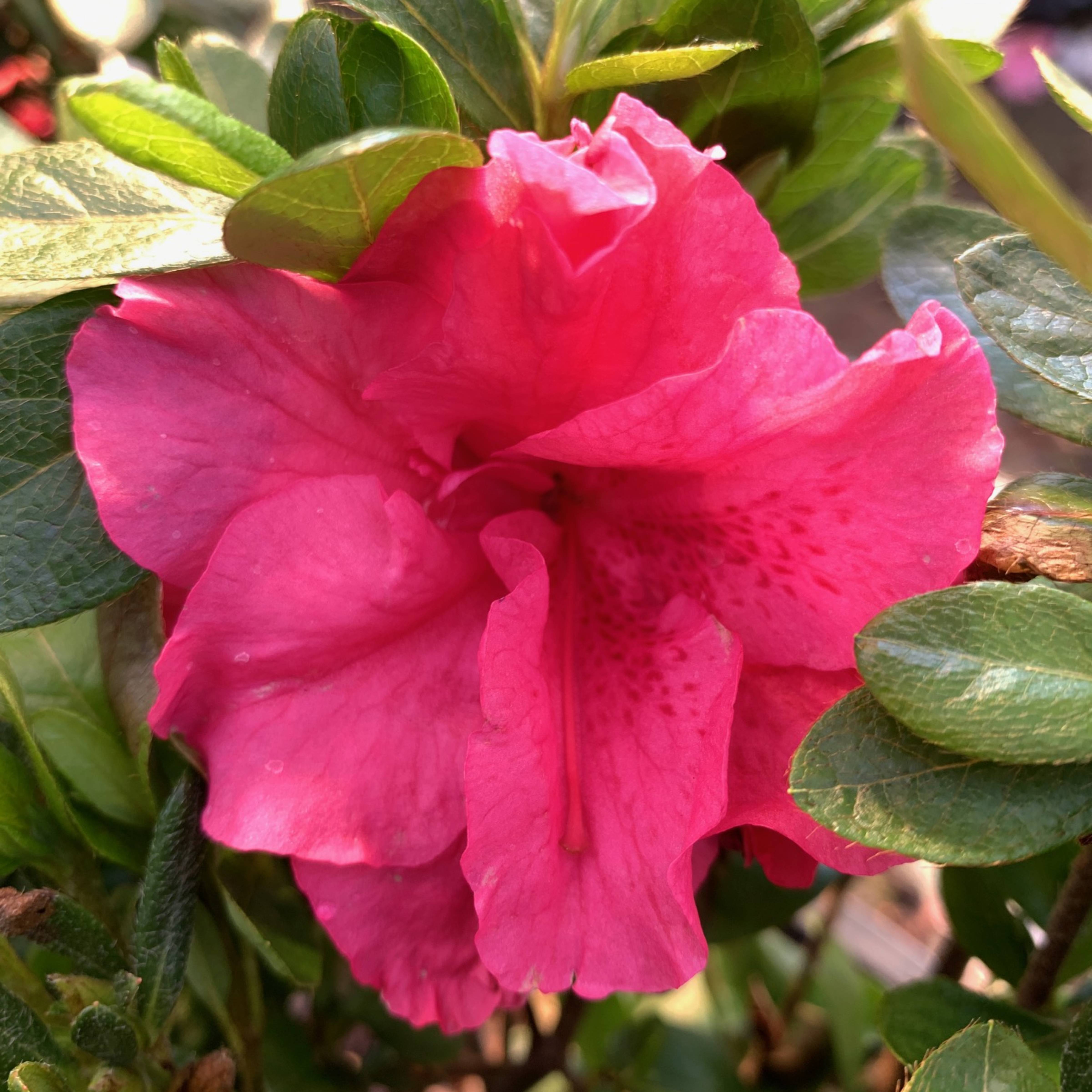 AZALEA bloom-a-thon® hot pink – Covingtons
