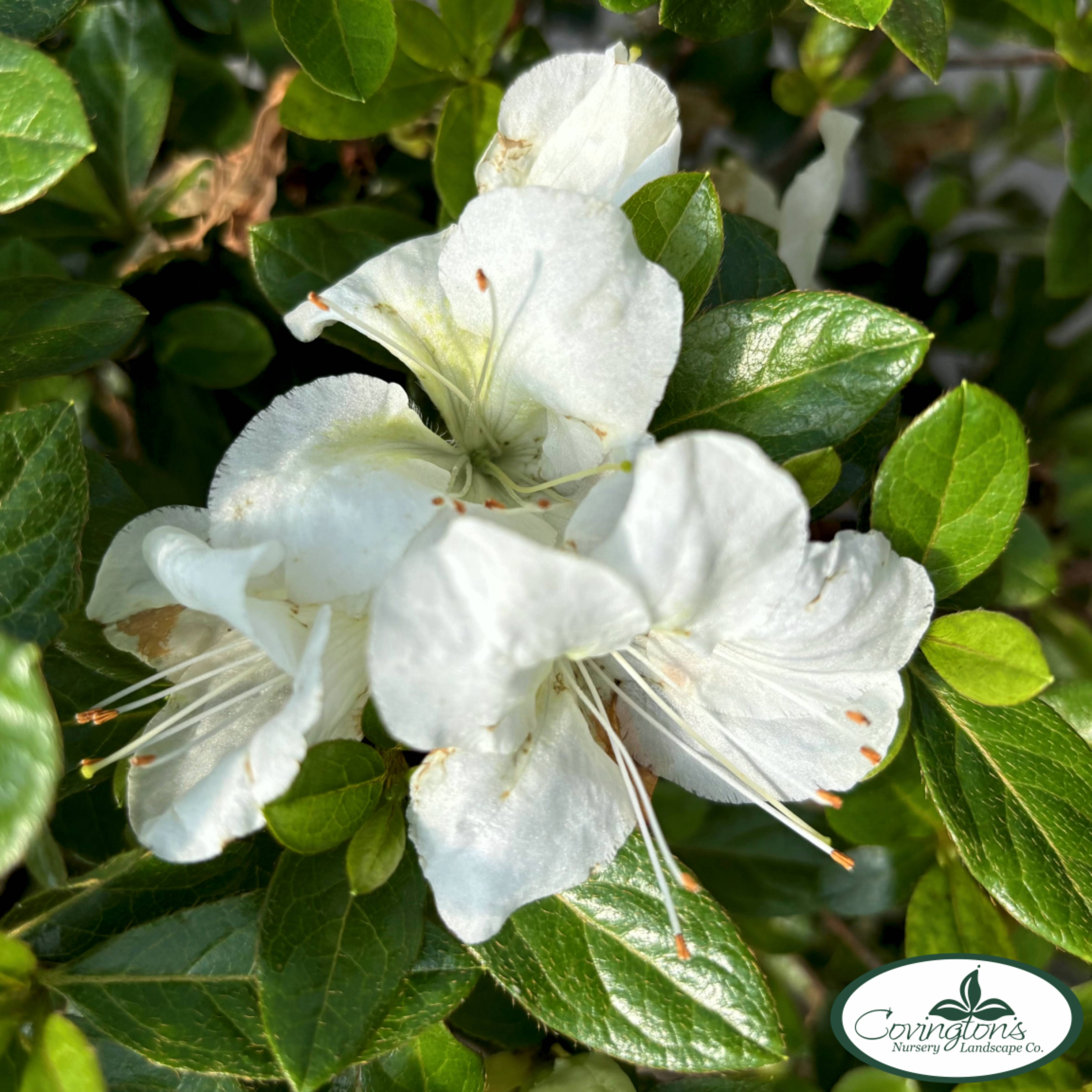 AZALEA ENCORE® angel™ – Covingtons